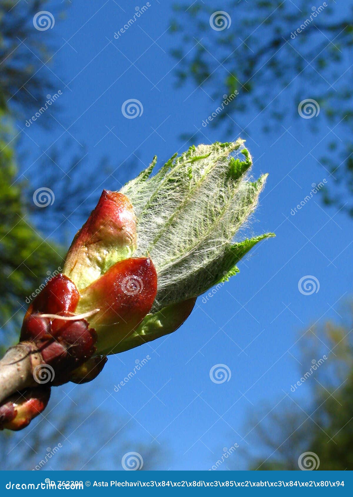Burgeon stock photo. Image of hippocastanum, evolve, leaves - 762300