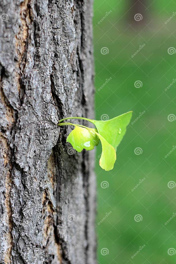 Burgeon stock image. Image of burgeon, green, tree, nature - 36286227