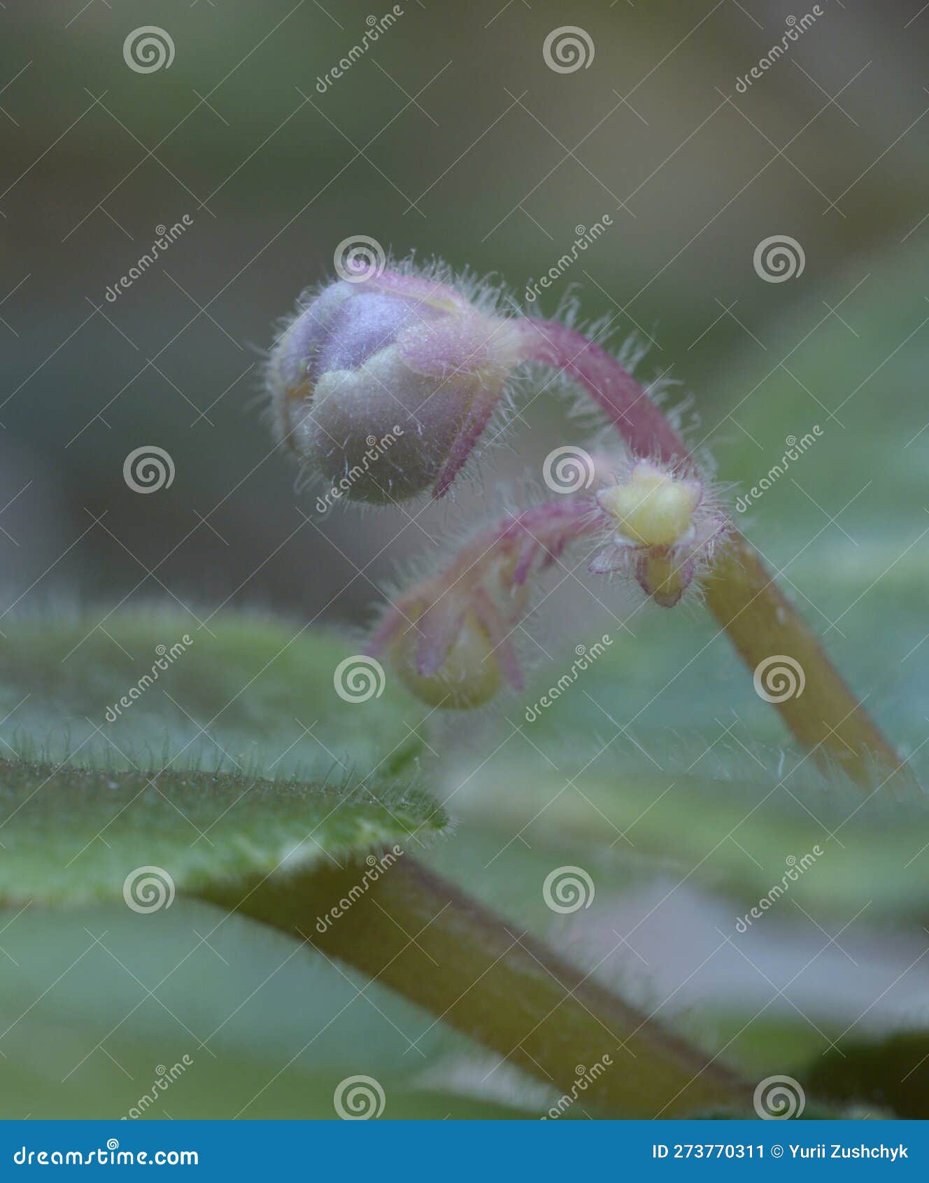 Burgeons of Violet Growing in a Greenhouse Stock Image - Image of ...