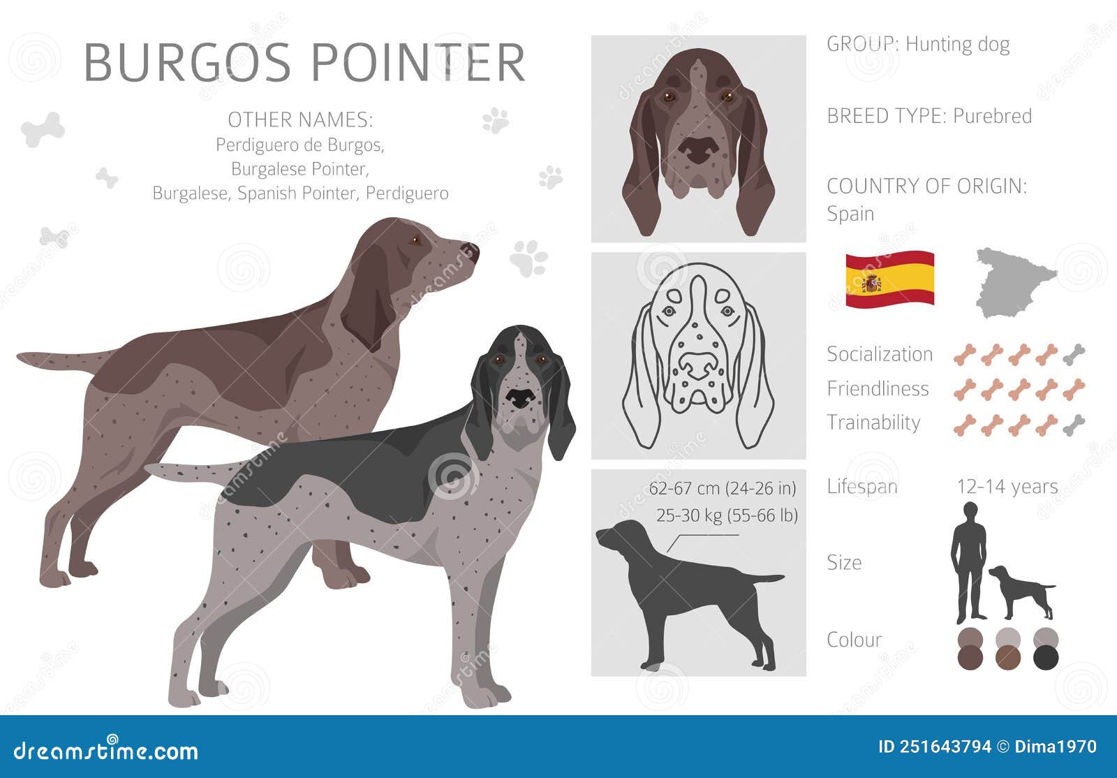 Burgos Pointer Clipart. Different Coat Colors and Poses Set Stock ...