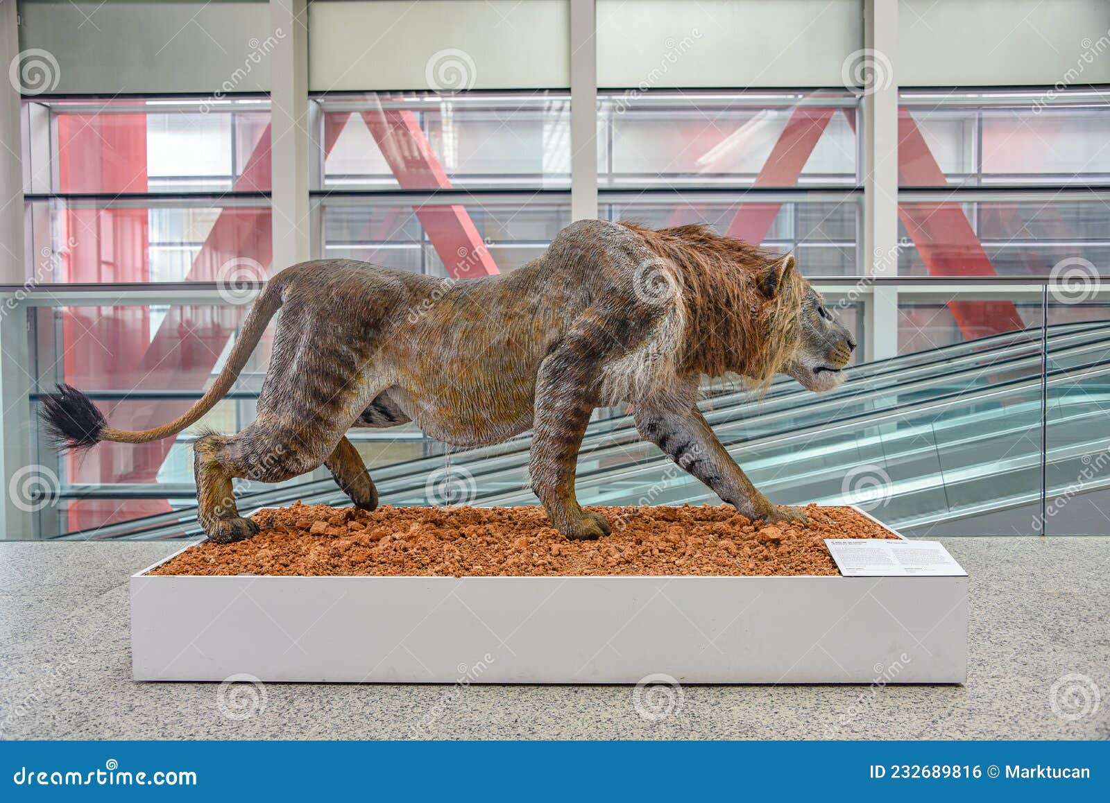 Prehistoric Lion Model on Display at the Museum of Human Evolution ...