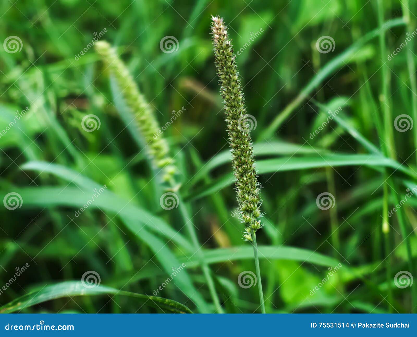 Burgrass or hedgehog grass stock photo. Image of lanceolate - 75531514