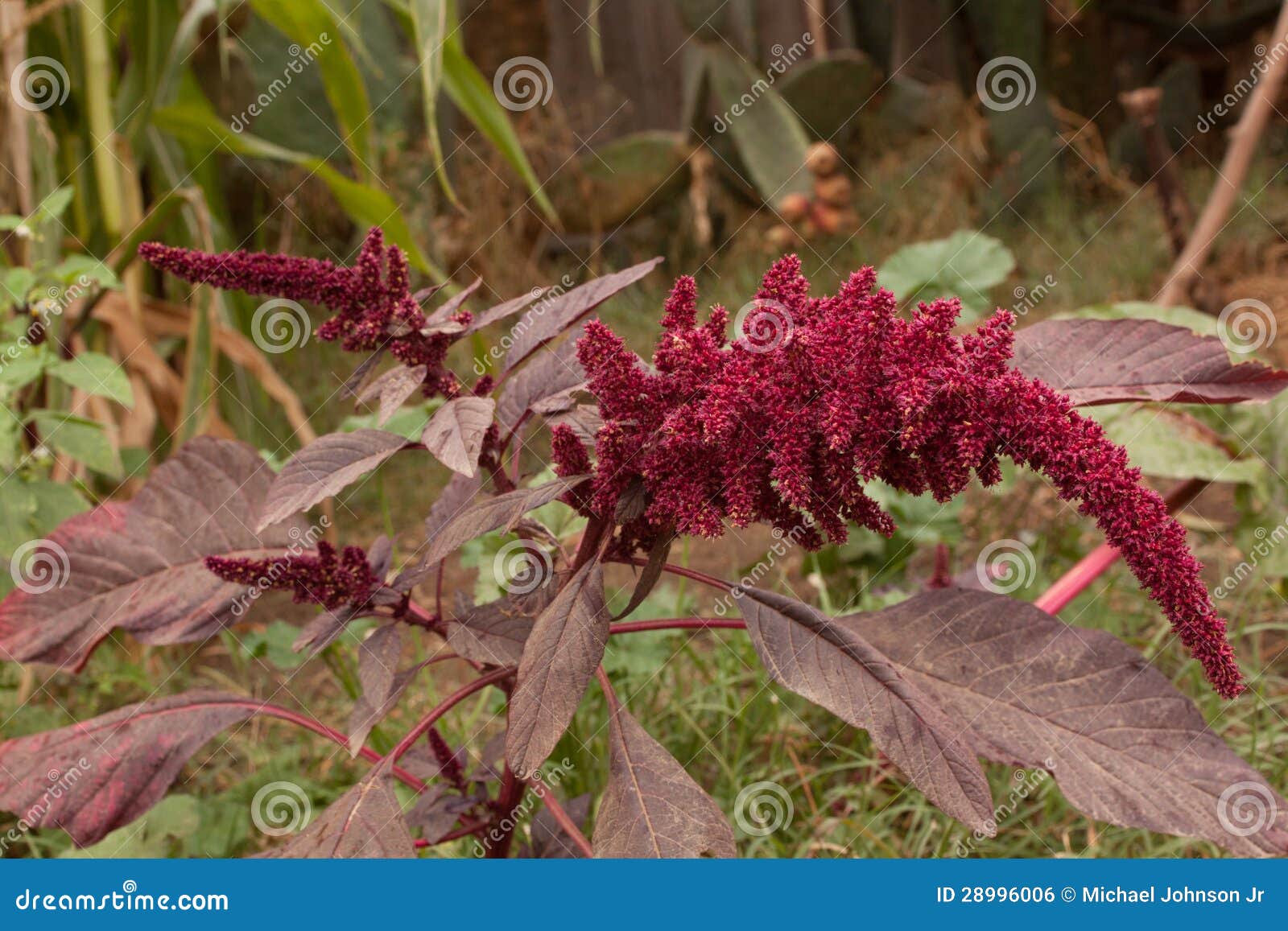 Burgundy Amaranth stock photo. Image of bloom, burgundy - 28996006
