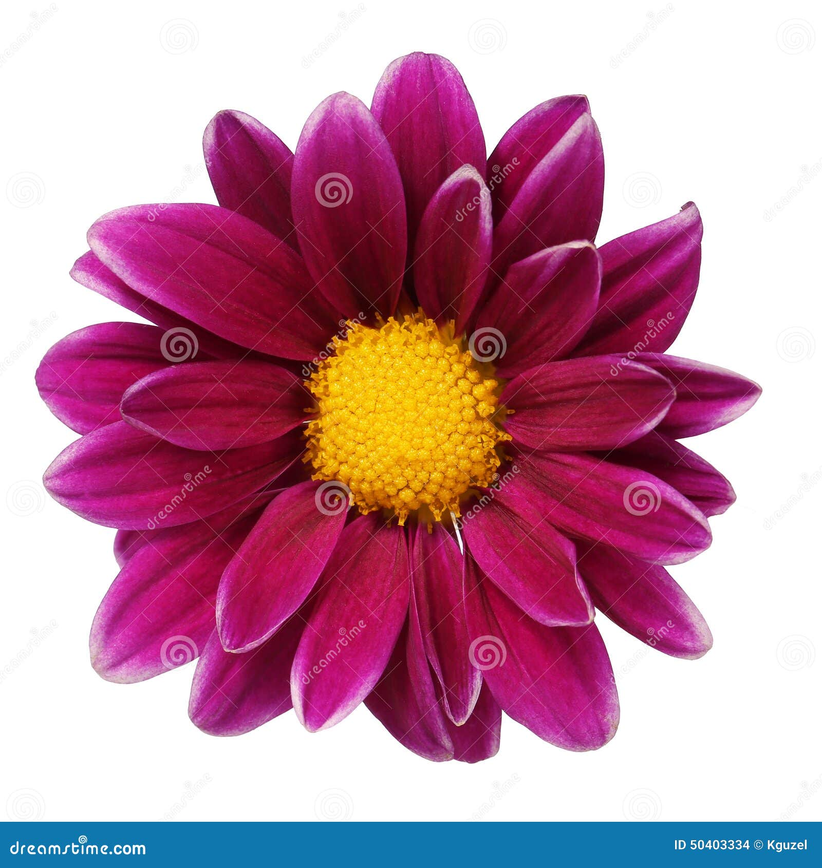 Burgundy Daisy Flower Isolated on White Stock Photo - Image of head ...