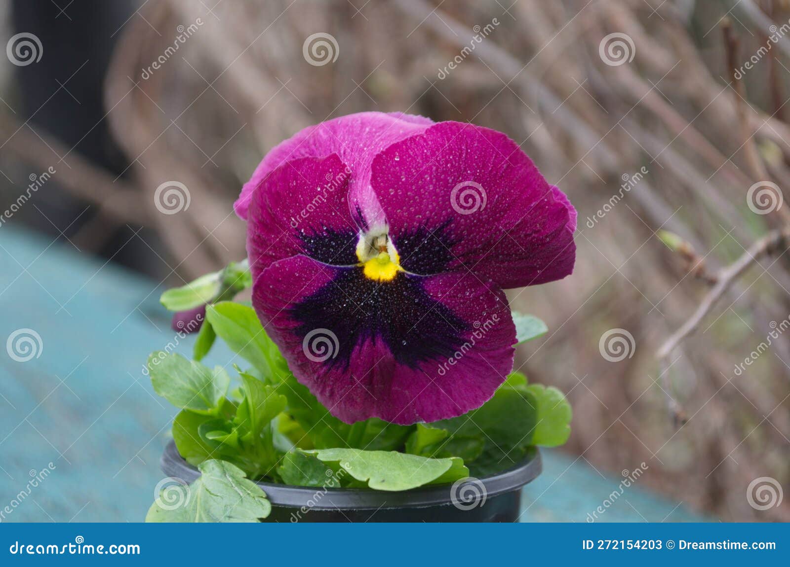 Burgundy Pansy Flower in the Garden. First Spring Flower Stock Image ...