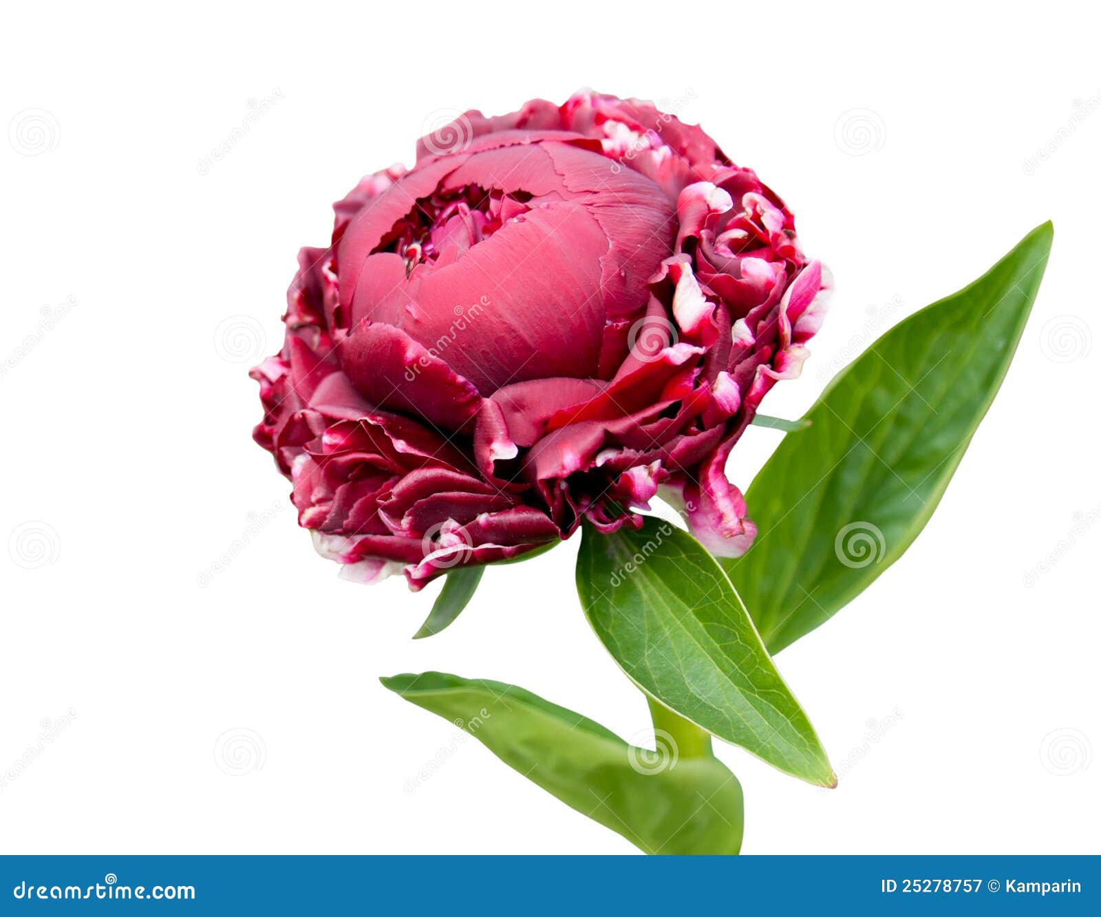 Burgundy peony stock image. Image of peony, decoration - 25278757
