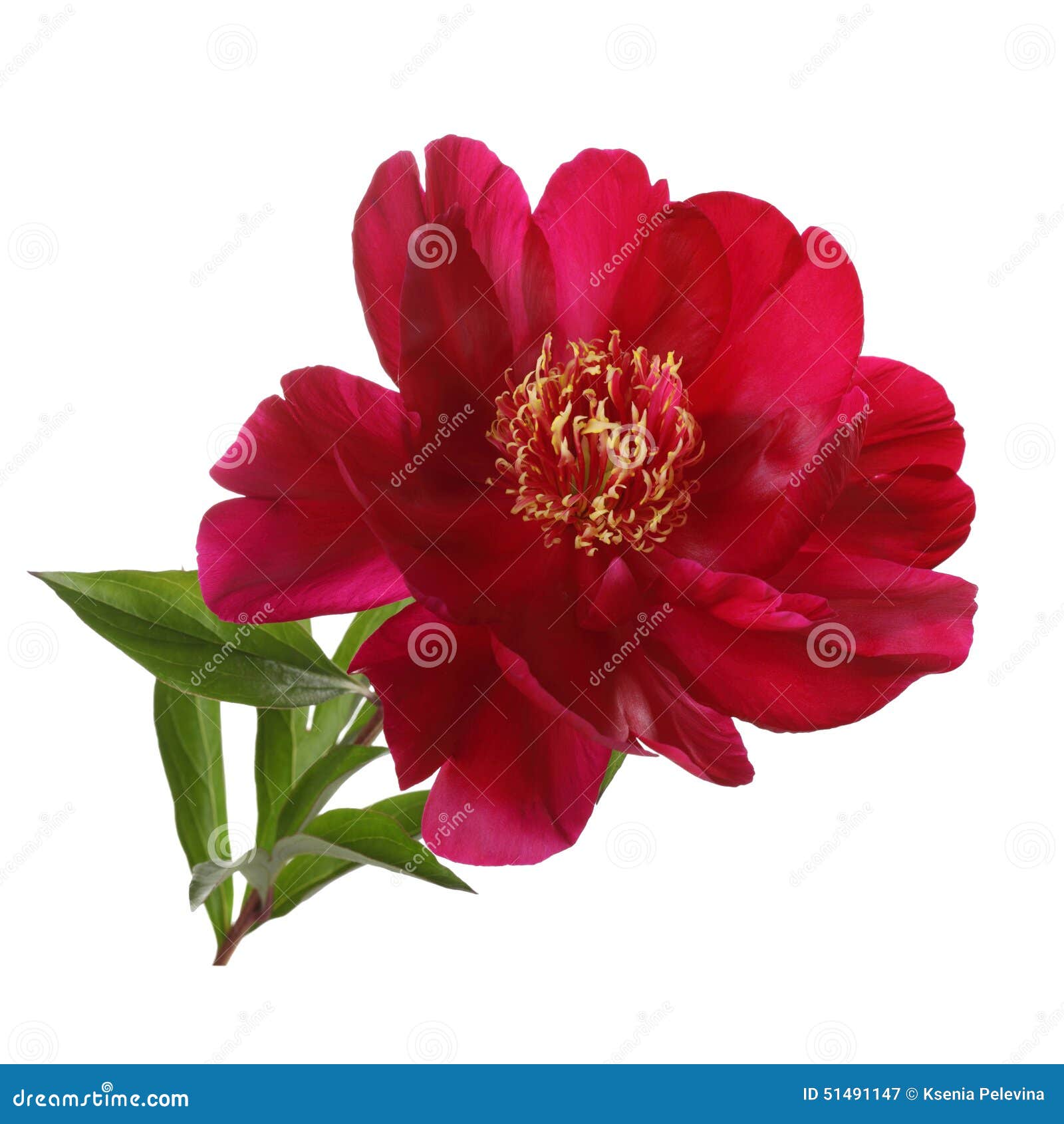 Burgundy peony isolated stock image. Image of blossom - 51491147