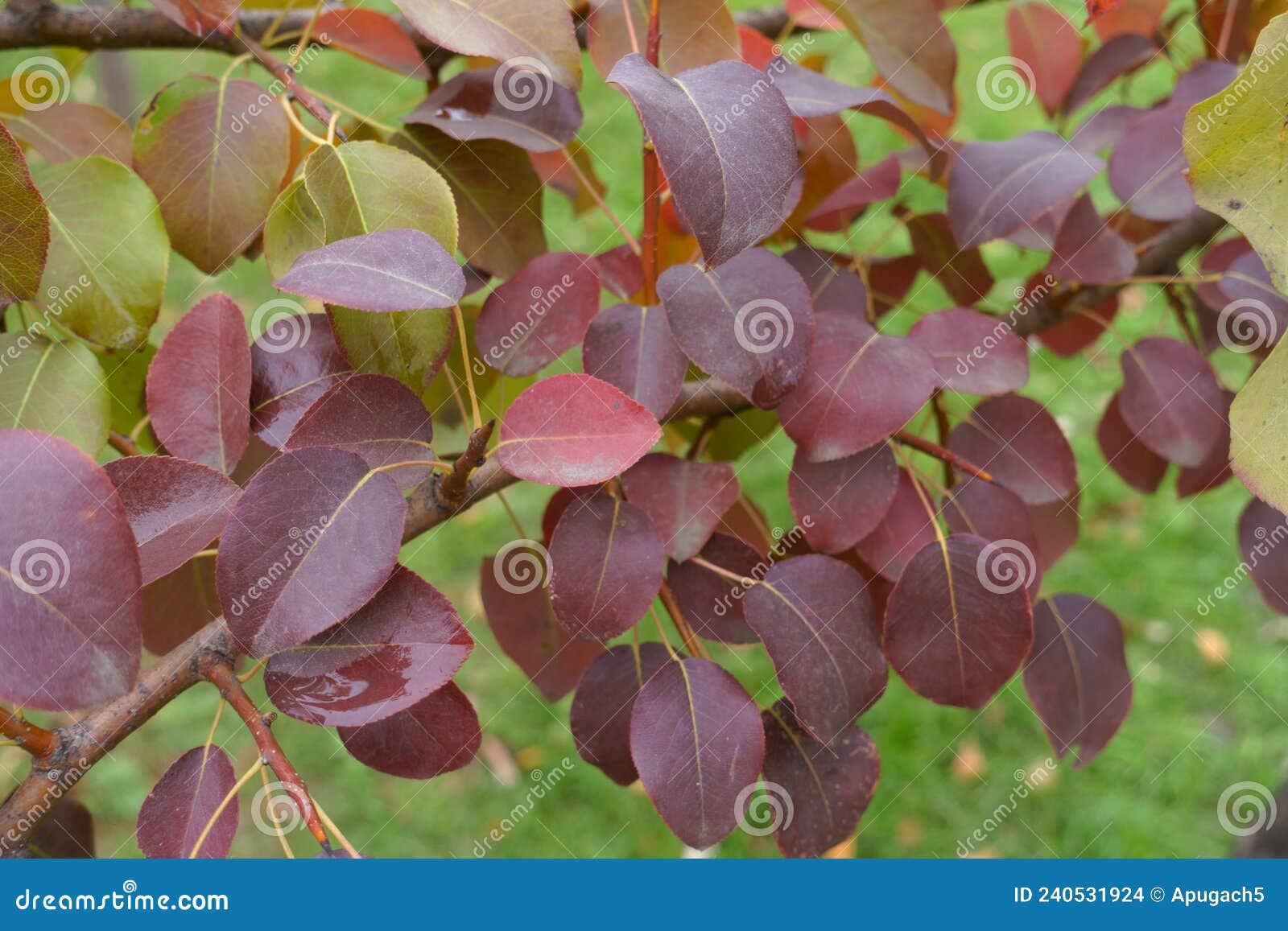 Burgundy Red Autumnal Foliage of Foliage of Pear in October Stock Photo ...