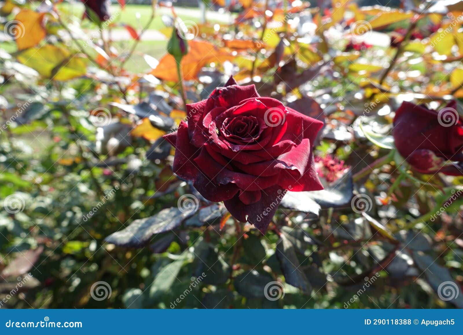 Burgundy Red Flower of One Rose in October Stock Photo - Image of green ...