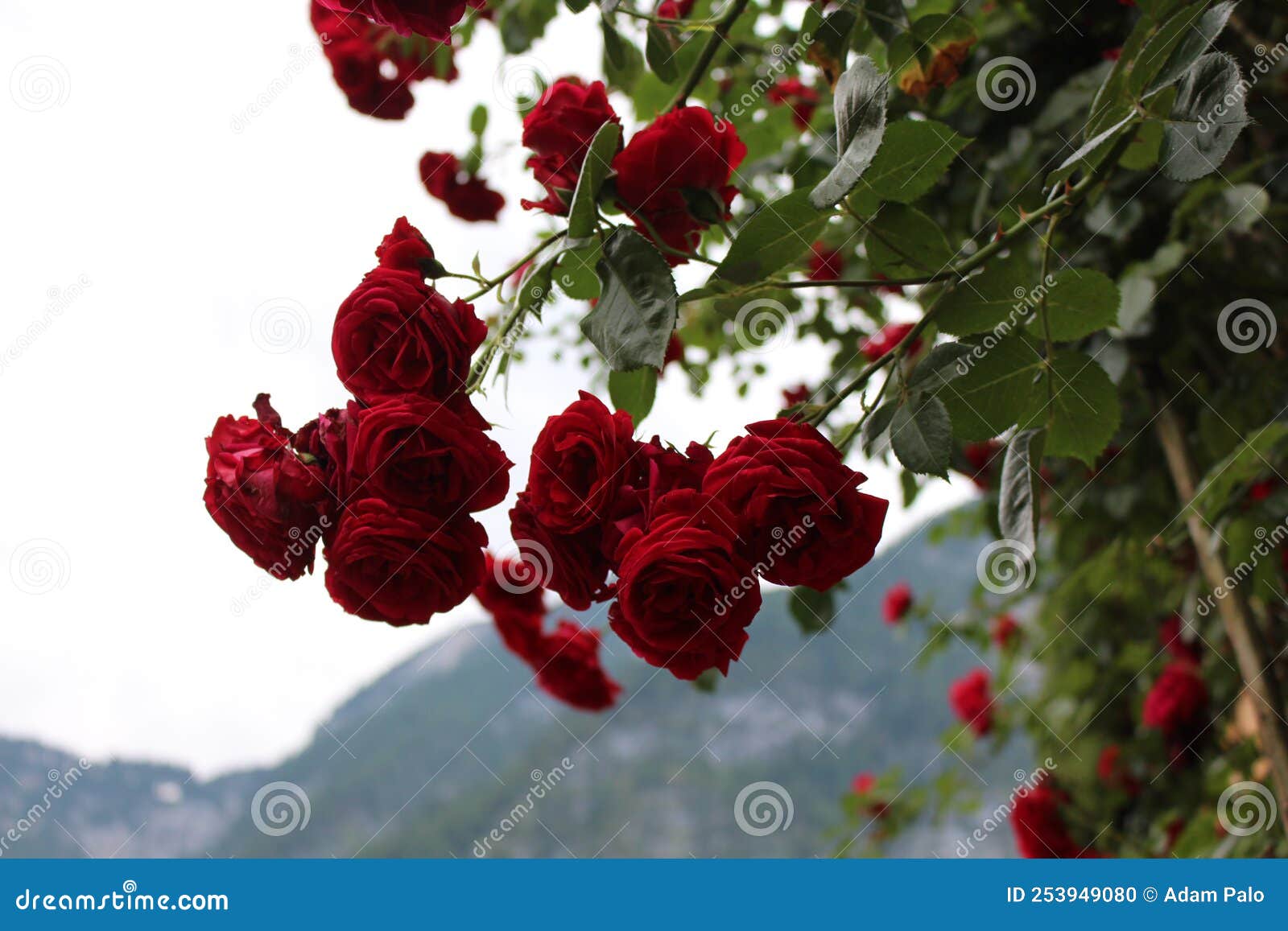 Burgundy Red Roses in the Austrian Alps Stock Photo - Image of alps ...