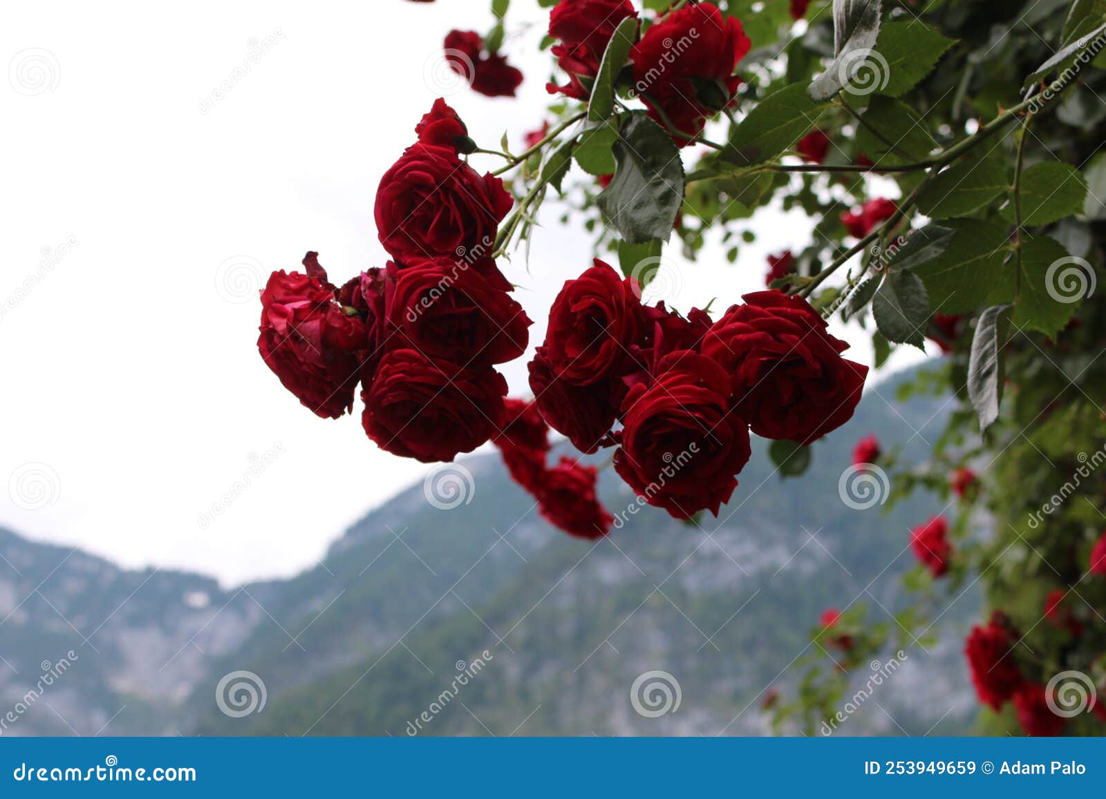 Burgundy Red Roses in the Austrian Alps Stock Image - Image of alps ...