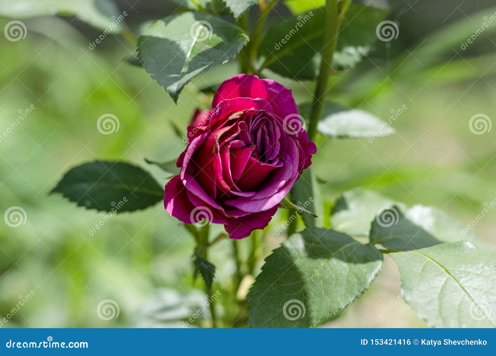 Burgundy rose bud stock photo. Image of autumn, spring - 153421416