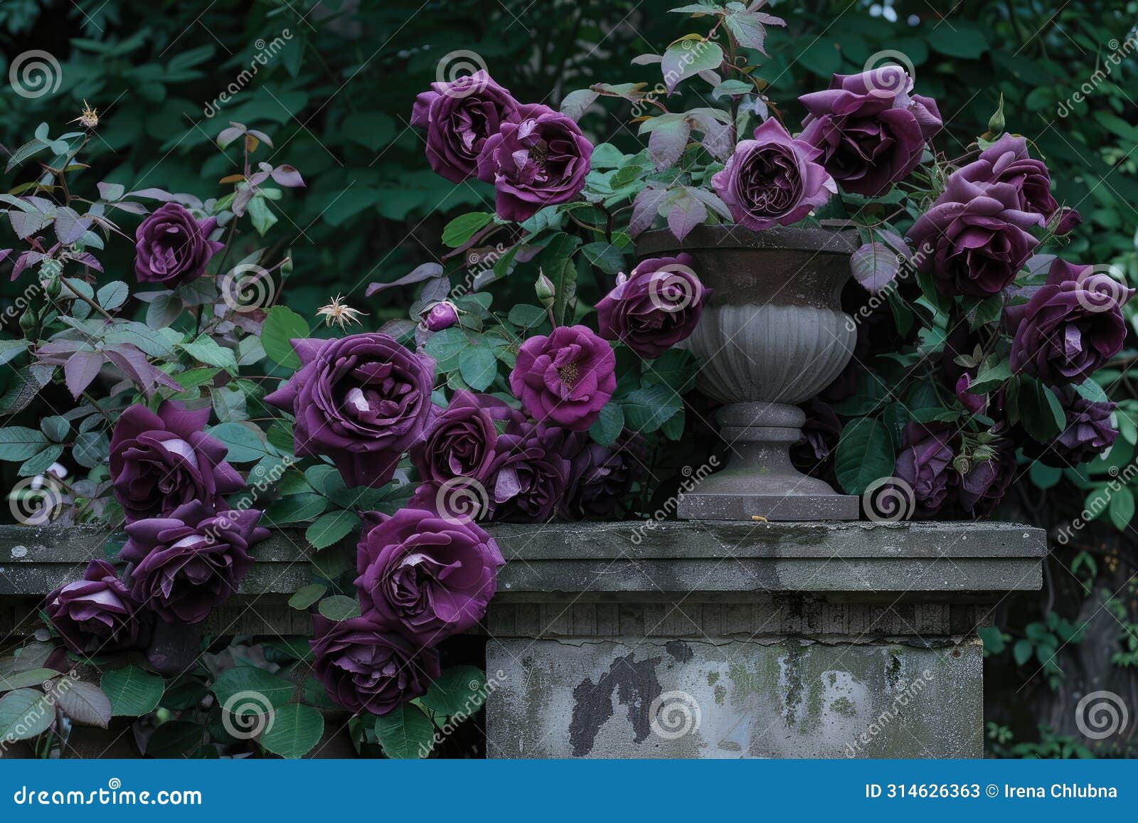 Burgundy Rose Bush, Rose Flower Stock Illustration - Illustration of ...