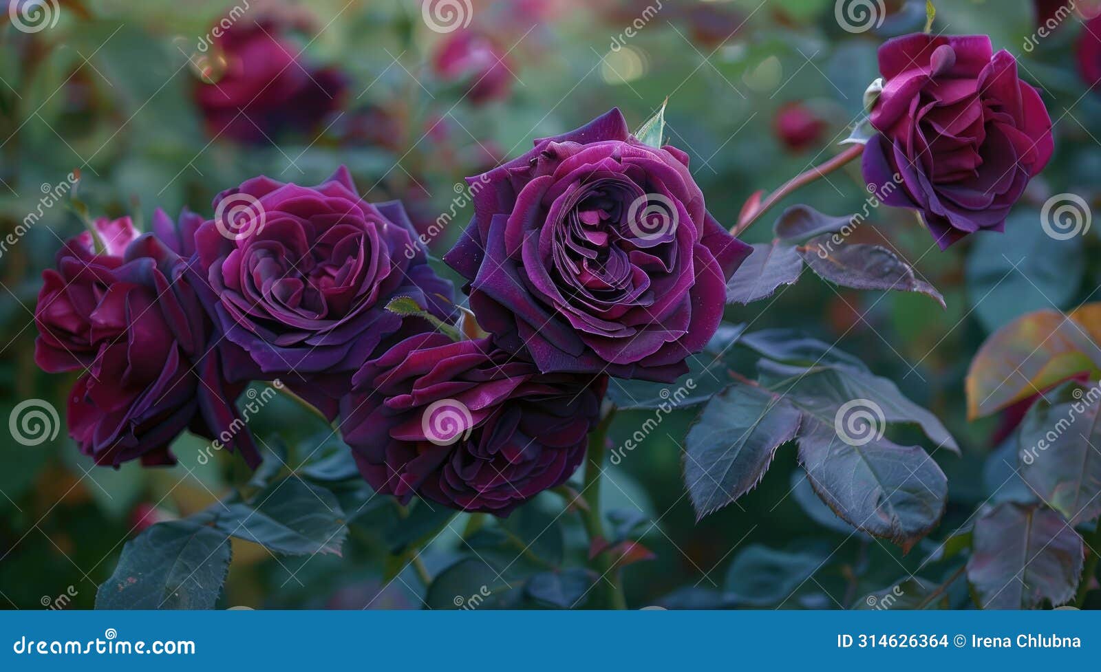 Burgundy Rose Bush, Rose Flower Stock Illustration - Illustration of ...