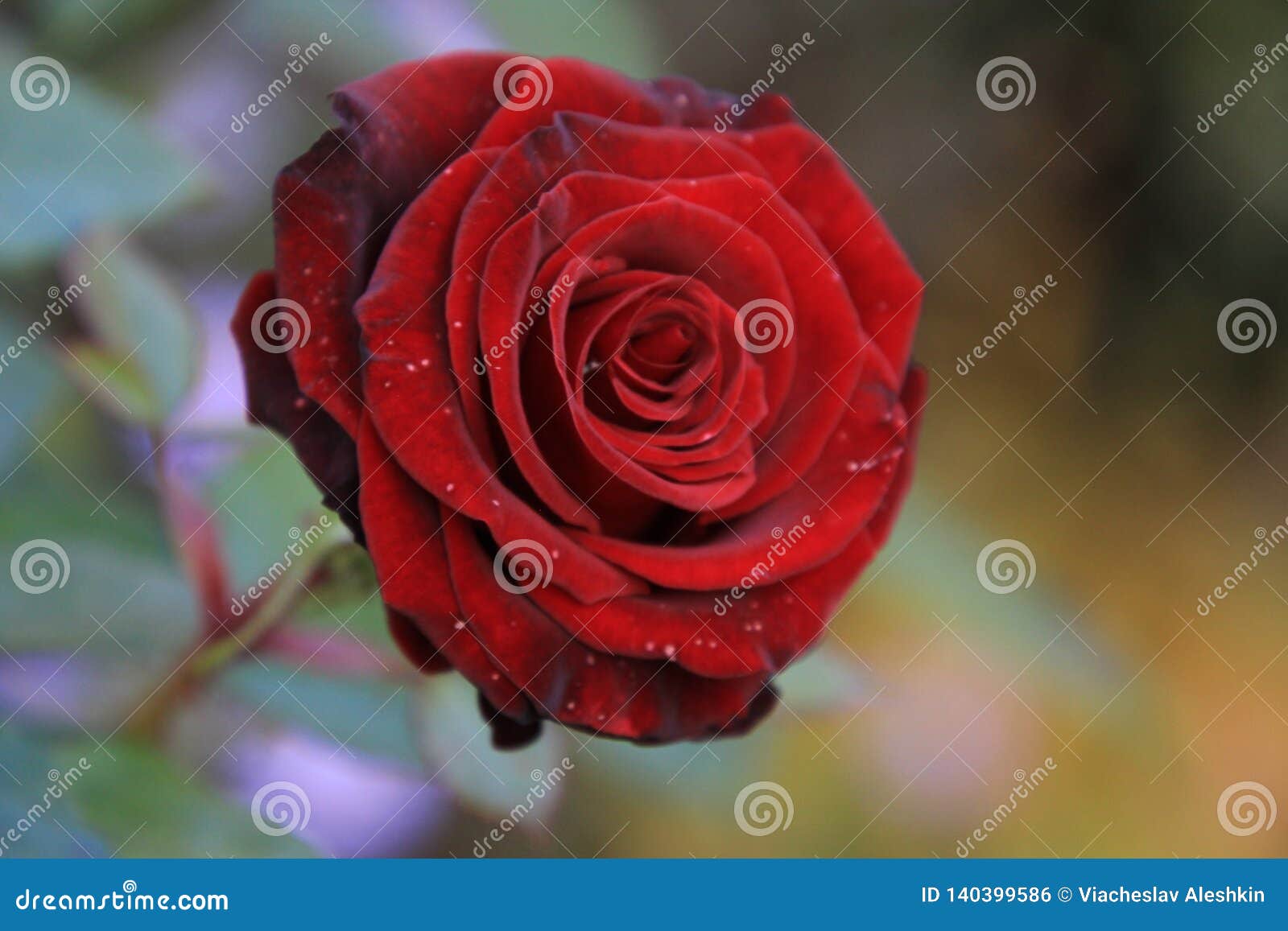 Burgundy Rose in the Garden Stock Photo - Image of fresh, bloom: 140399586