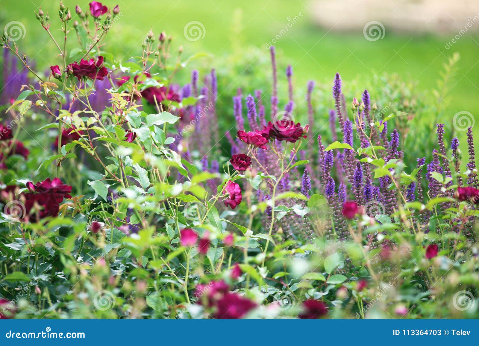 Burgundy roses and sage stock image. Image of color - 113364703