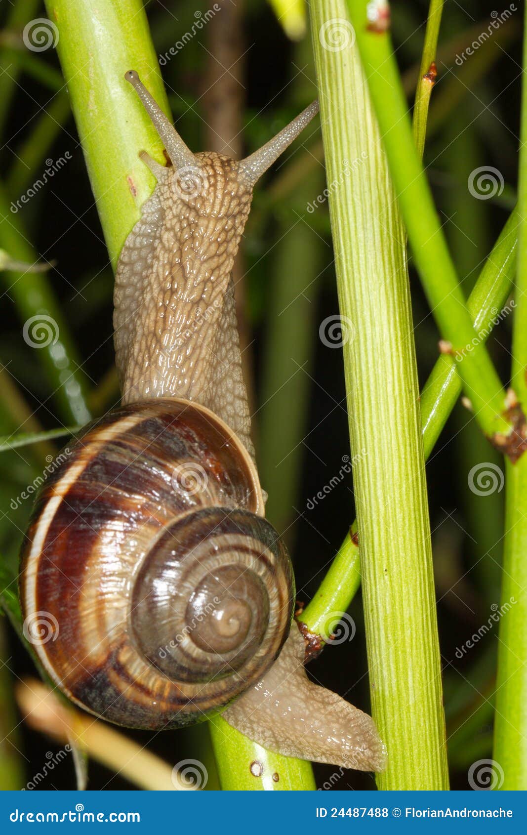 Burgundy Snail Walking on the Branch Stock Photo - Image of peace ...