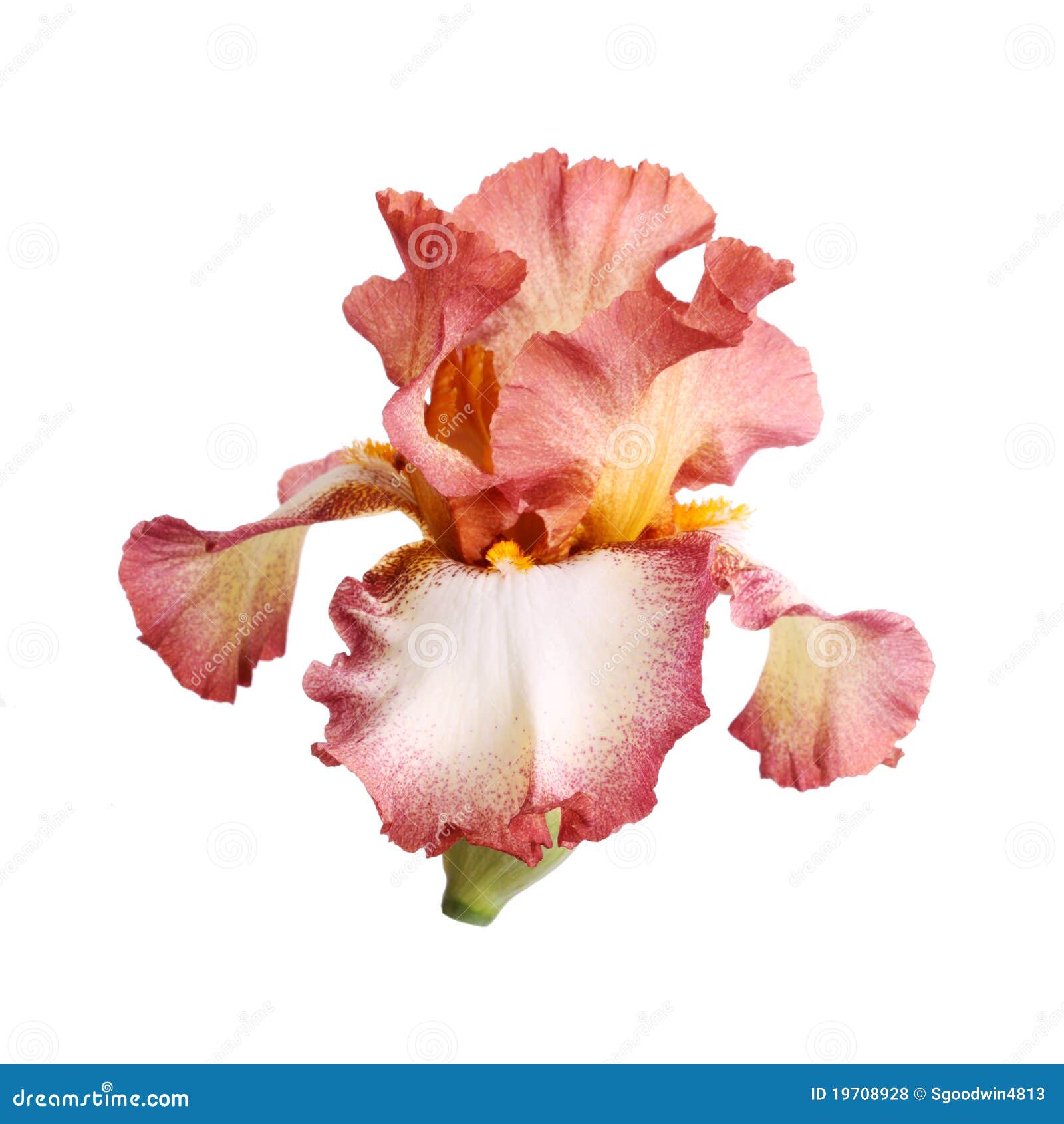 Burgundy and White Iris Flower Isolation Stock Photo - Image of flora ...