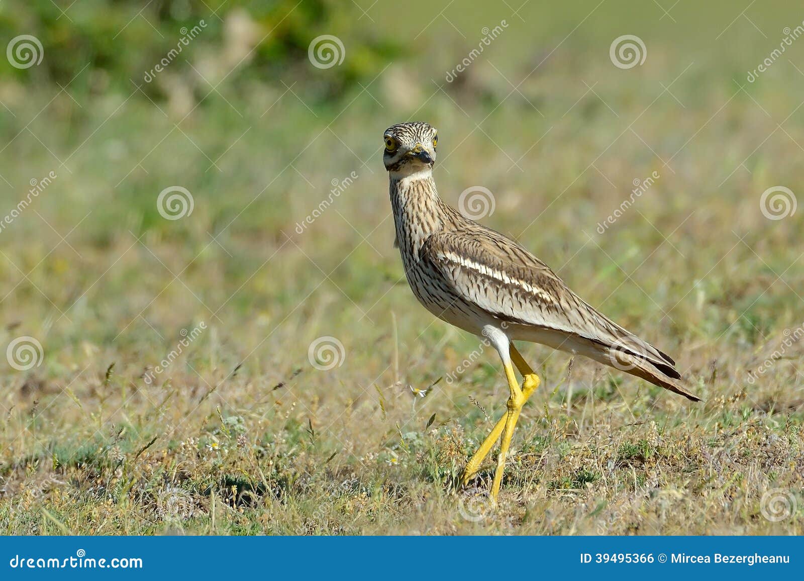 Burhinus Oedicnemus (Eurasian Thick-knee) Stock Photo - Image of curlew ...