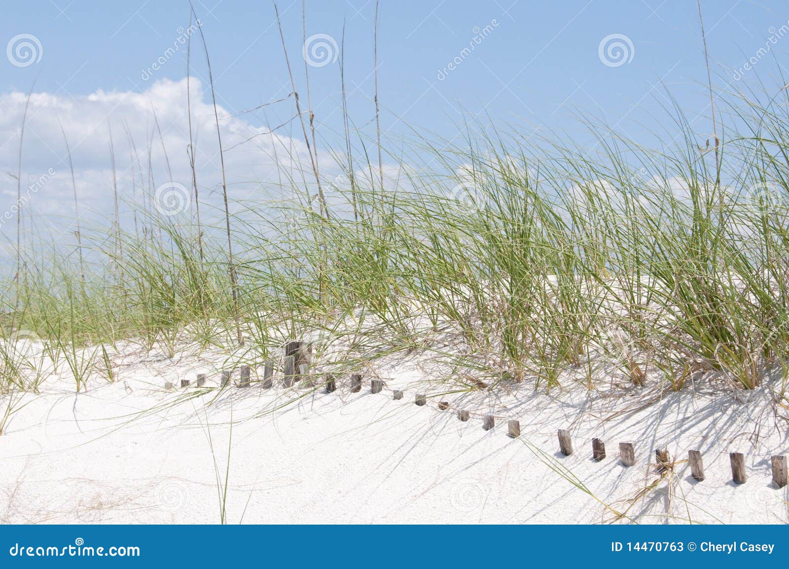 Buried sand dune fence stock image. Image of shore, panhandle - 14470763