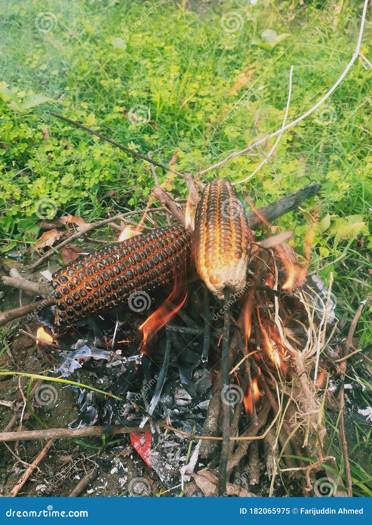 Buring Corn on fire stock image. Image of soil, produce - 182065975