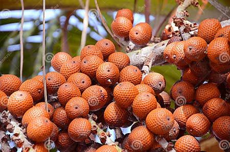 Buriti stock photo. Image of medicine, mauritiella, palm - 24582490