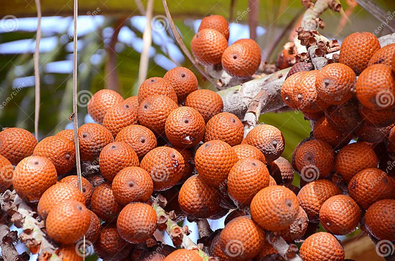 Buriti stock photo. Image of medicine, mauritiella, palm - 24582490