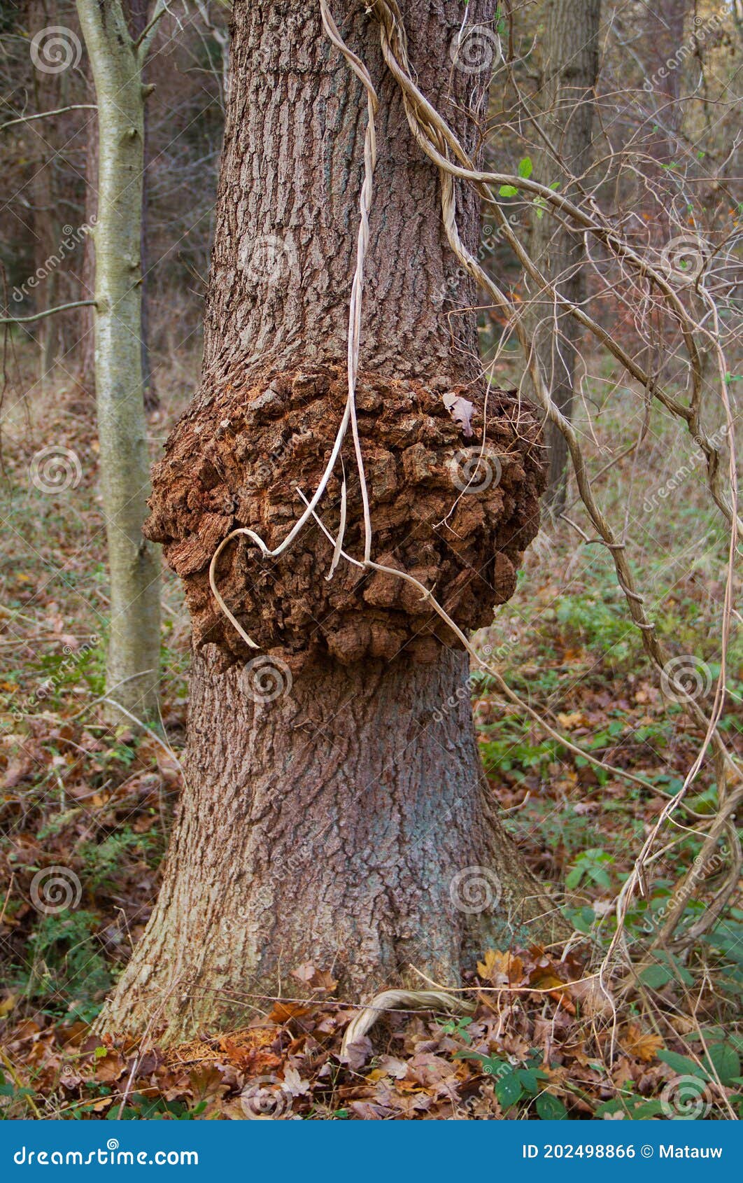 Burl on Oak stock photo. Image of burl, knwon, infestation - 202498866