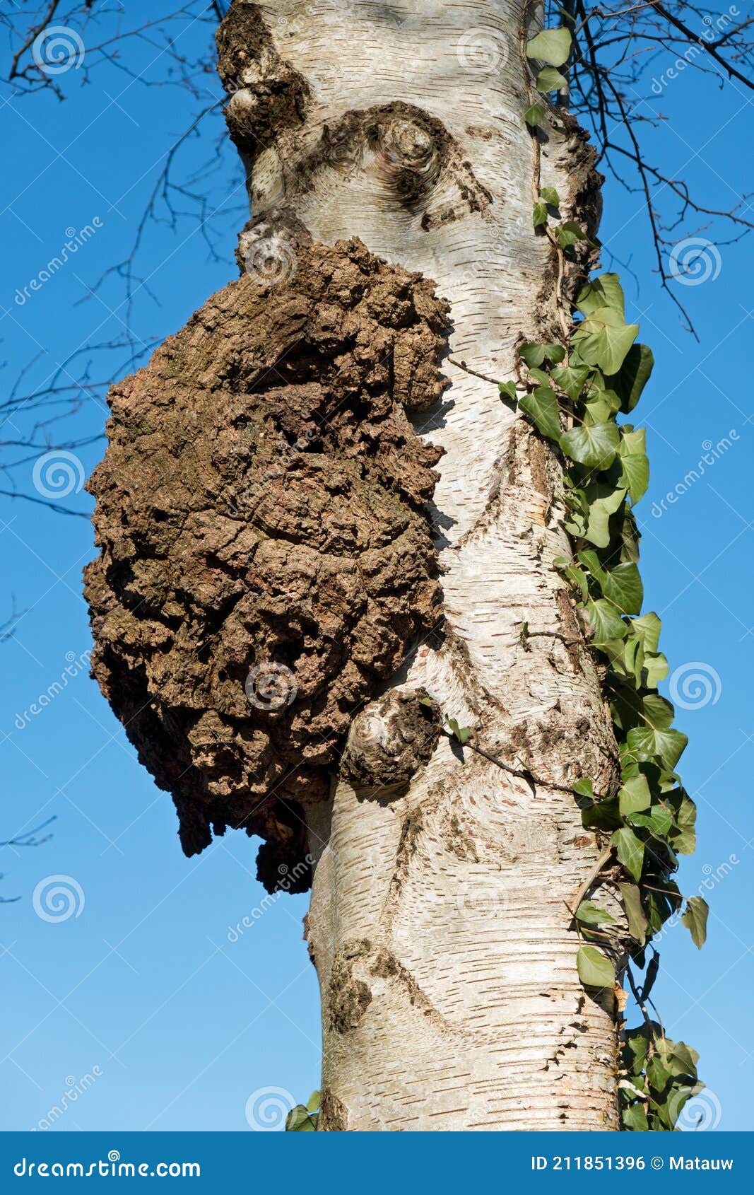 Burl on Birch tree stock photo. Image of phytopathology - 211851396