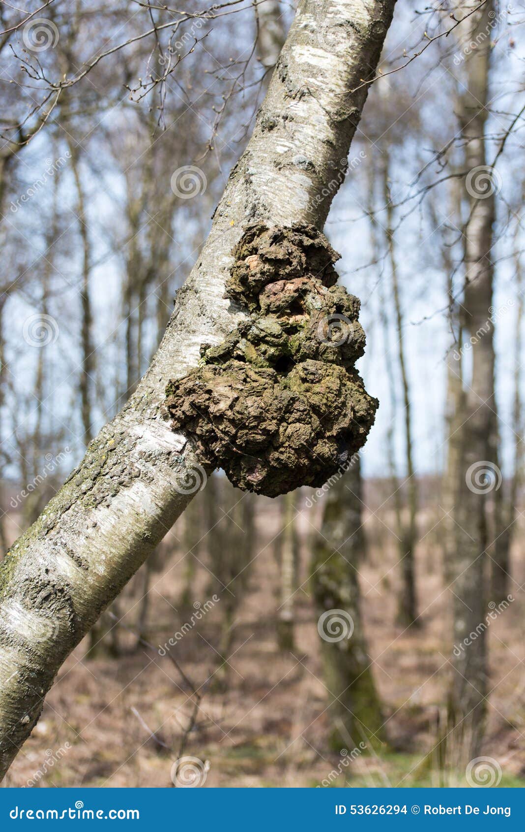 Burl in a birch tree stock photo. Image of season, wood - 53626294