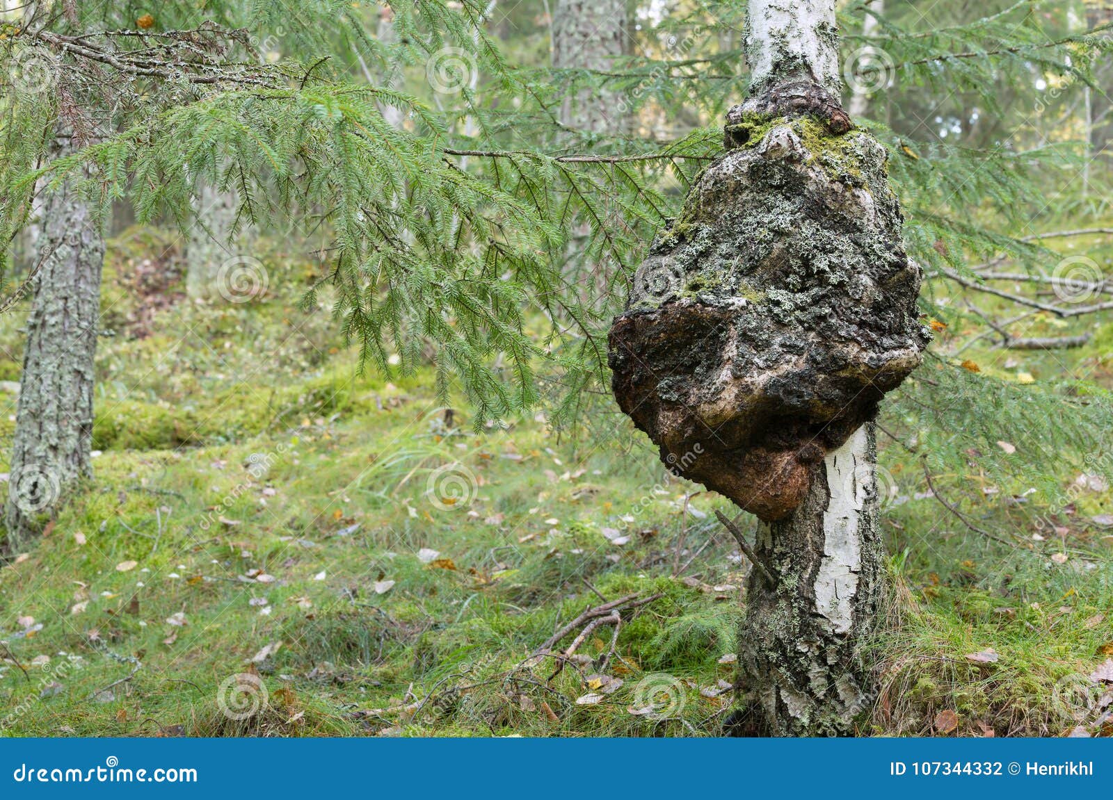 Burl on birch tree stock photo. Image of burl, environment - 107344332