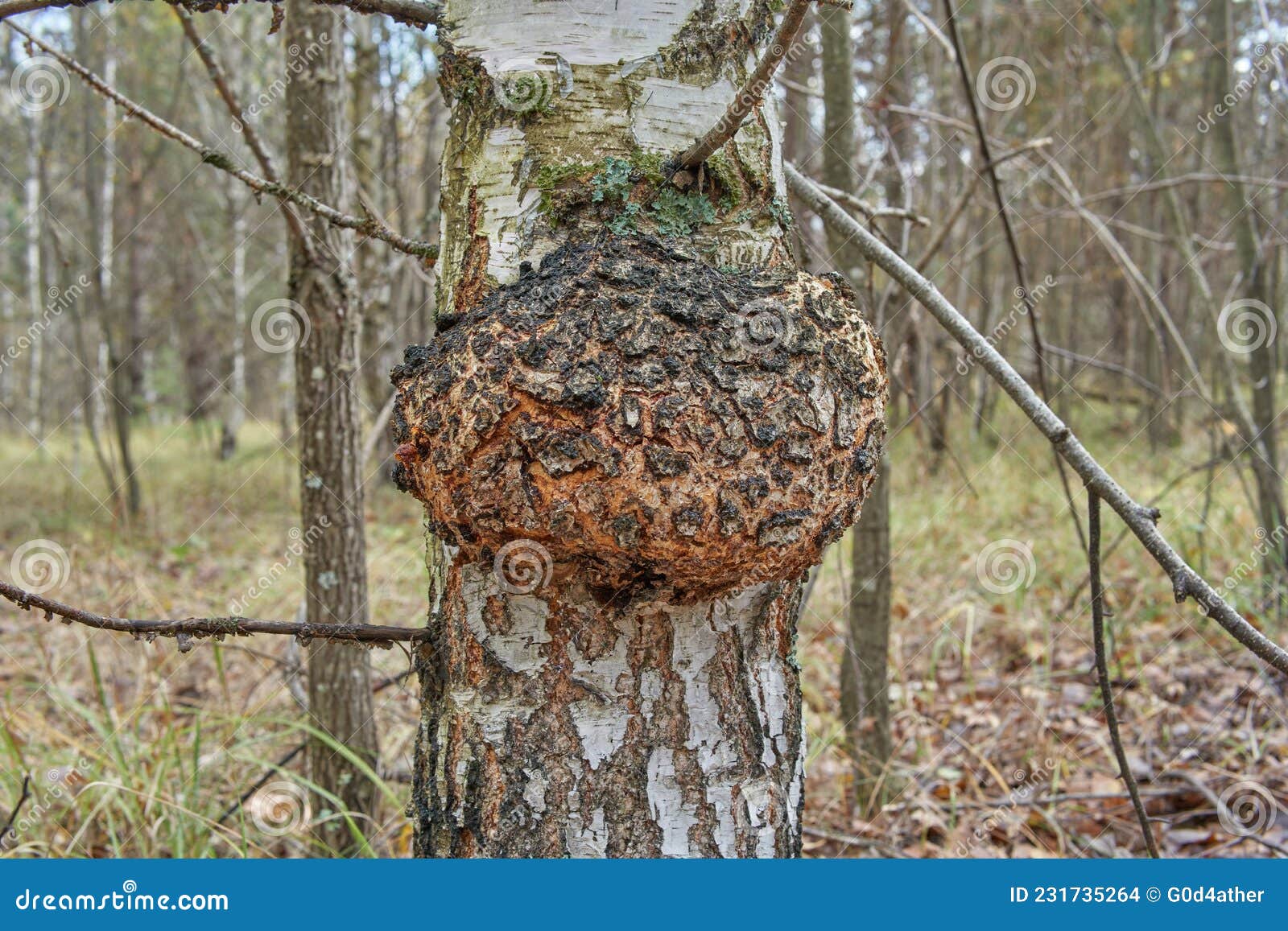 Burl stock photo. Image of trunk, burl, forest, nature - 231735264