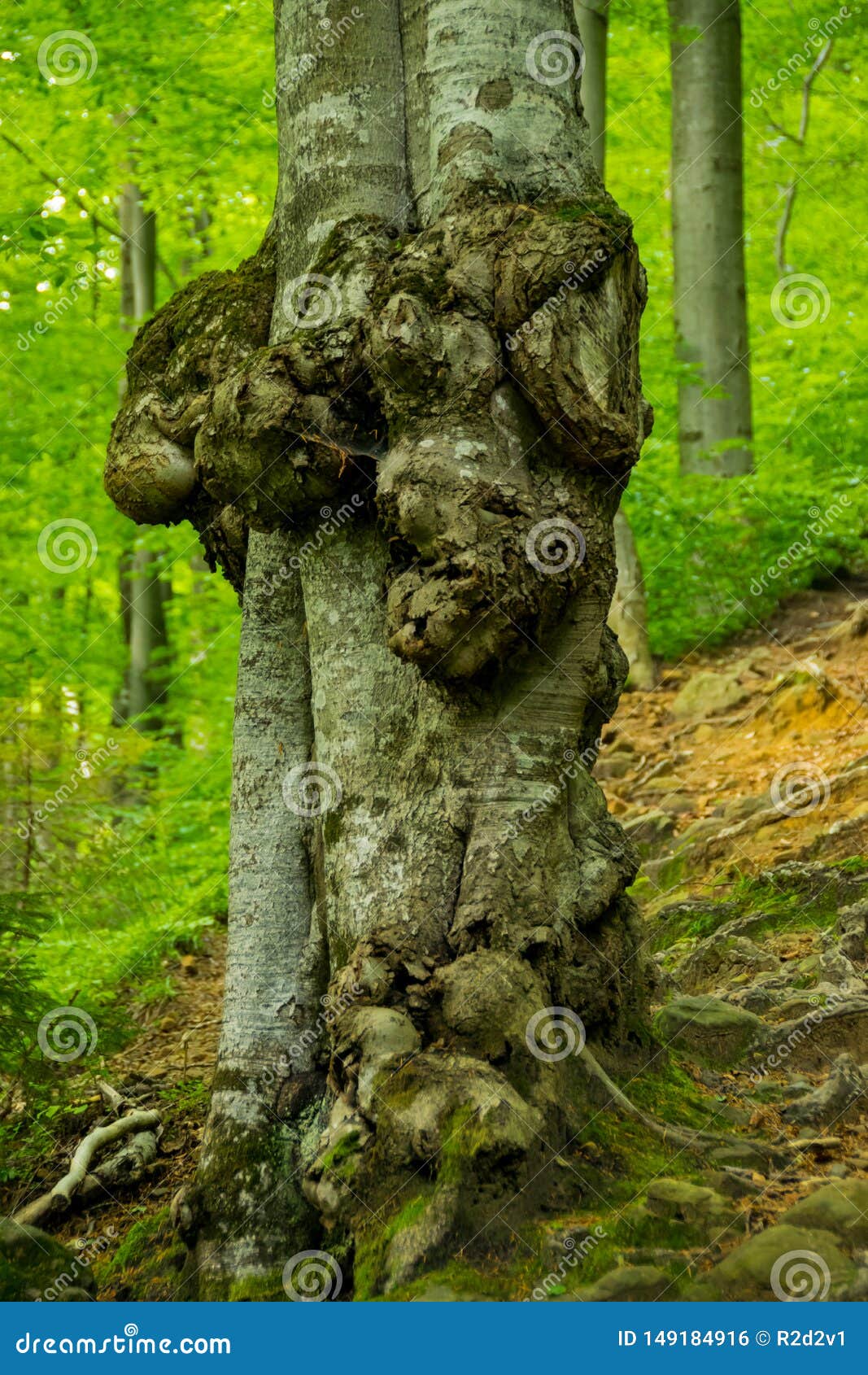 Burl Formations on Tree Trunk Stock Photo - Image of rain, grass: 149184916