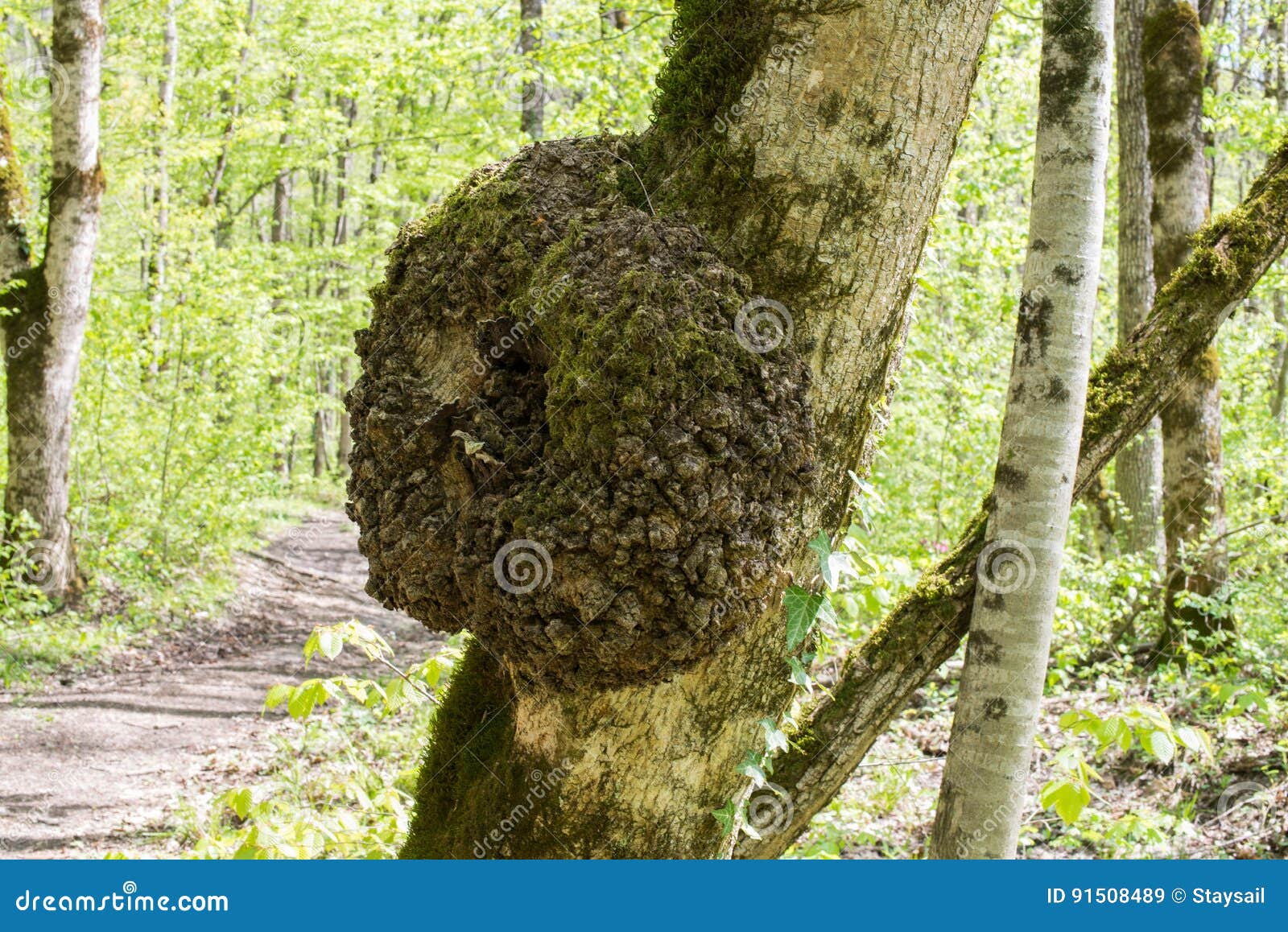 A burl growing on tree stock image. Image of malady, irregular - 91508489
