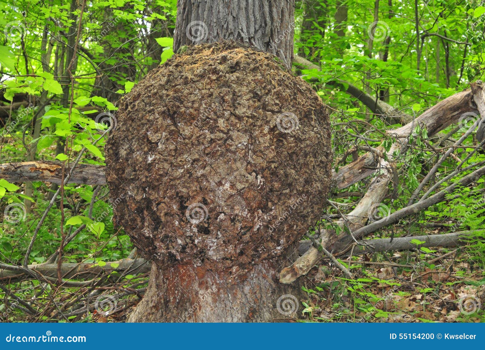 Burl on oak stock photo. Image of bark, deformity, nature - 55154200