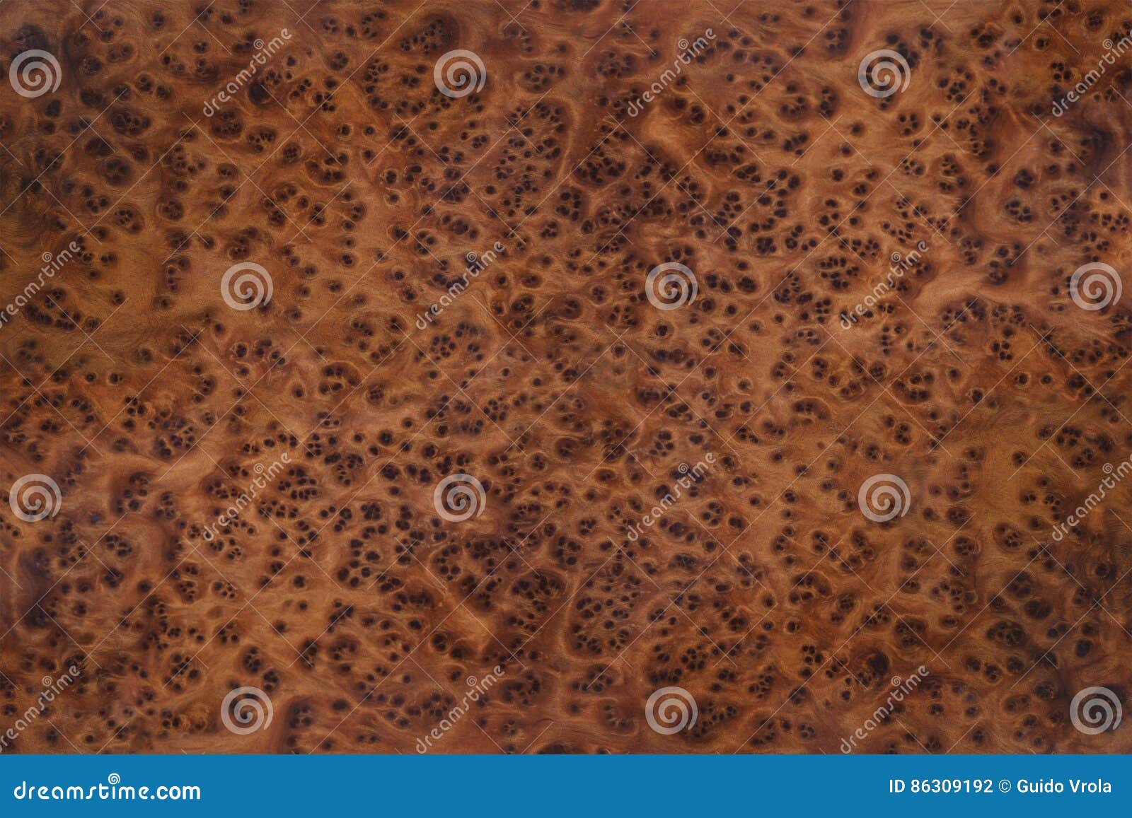 Burl root wood texture stock photo. Image of tree, background - 86309192