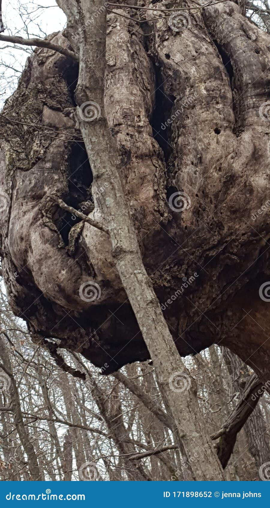 Burl on a tree stock photo. Image of huge, tree, nature - 171898652