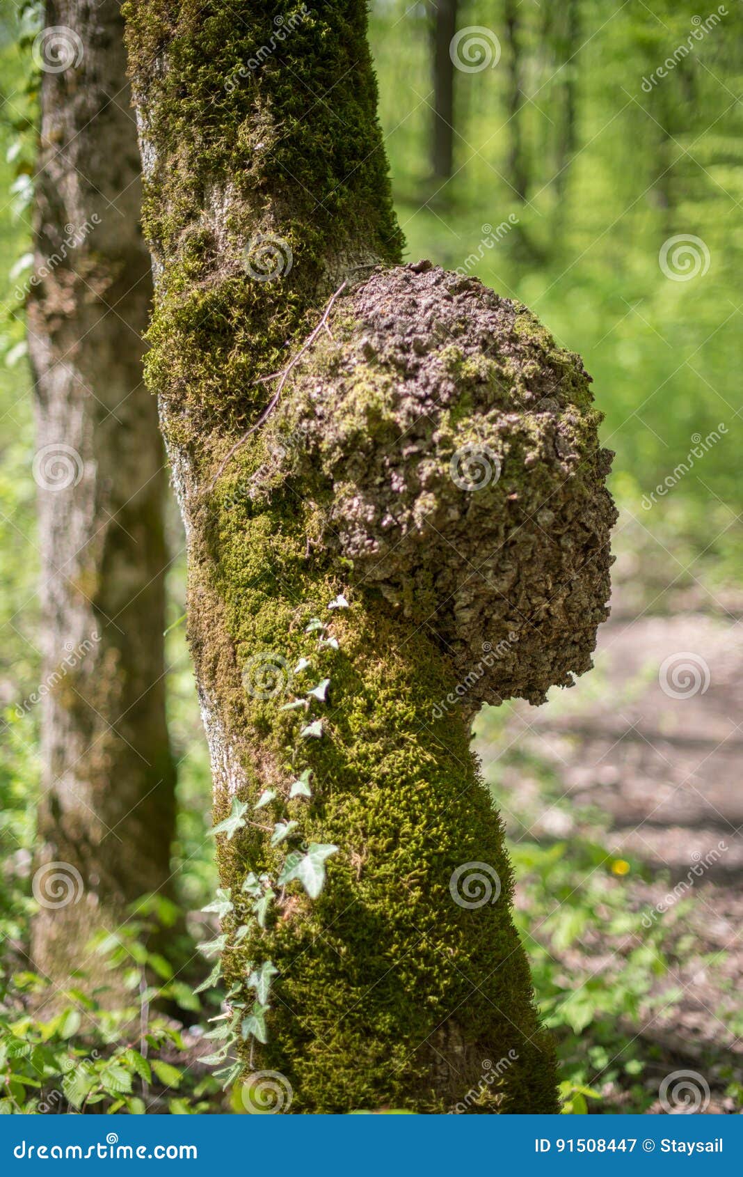 Burl on a Tree, Covered with Moss and a Creeper Stock Image - Image of ...