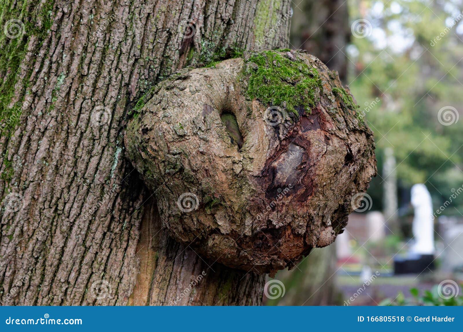 Burl on a Tree Trunk in a Park Stock Photo - Image of growth, illness ...
