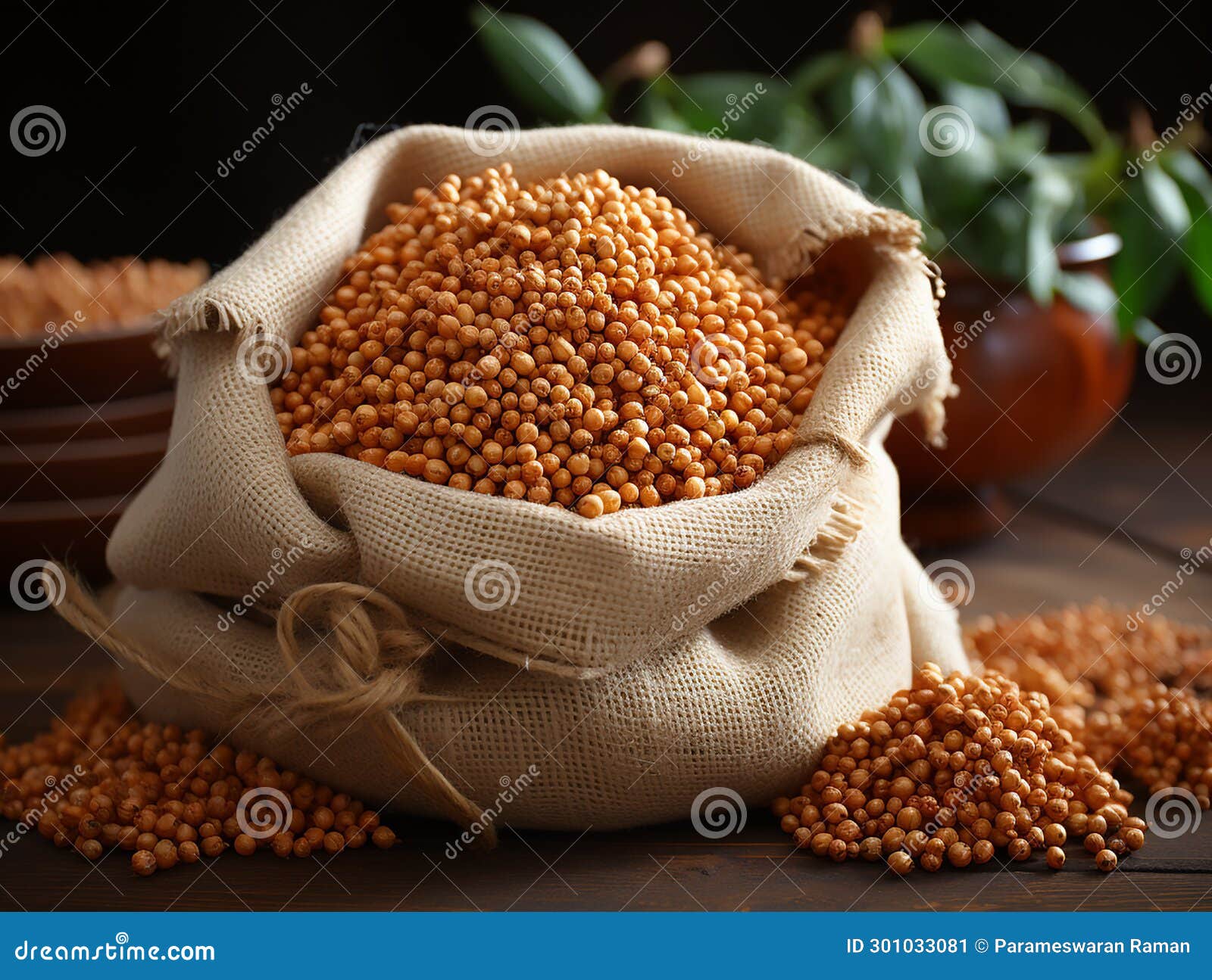 Sorghum In A Burlap Sack Stock Image | CartoonDealer.com #301033081
