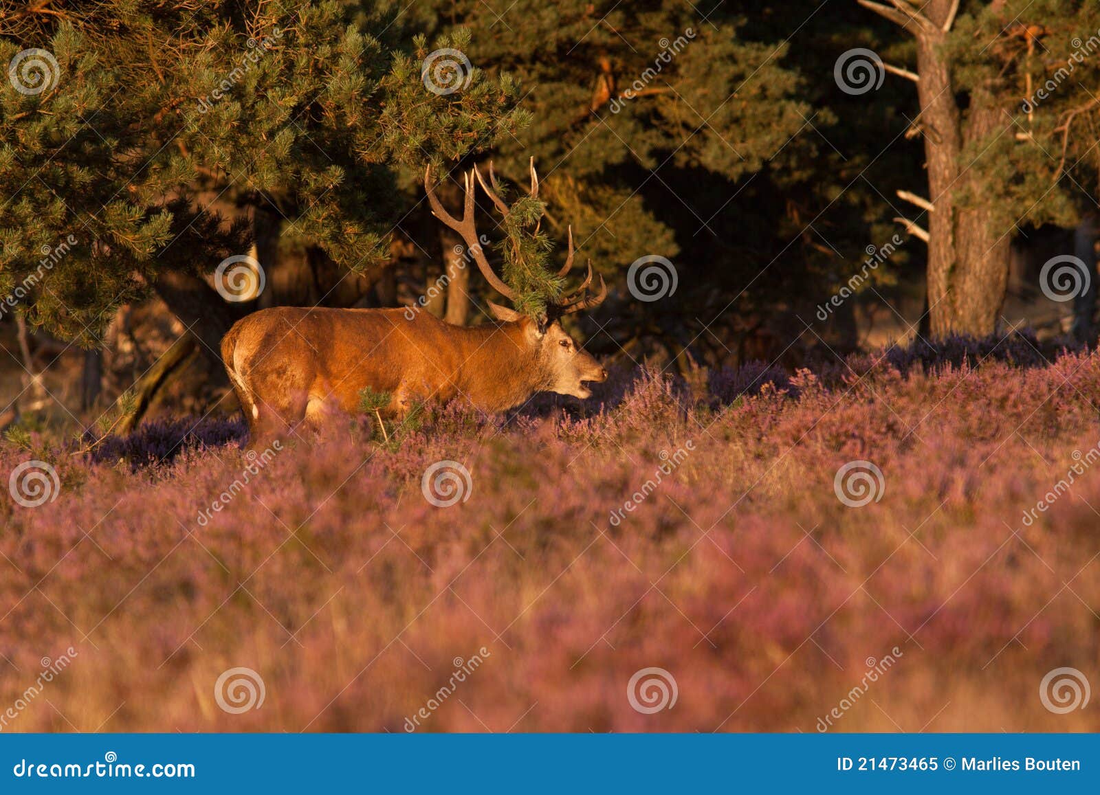 Burling male red-dear stock image. Image of wildlife - 21473465
