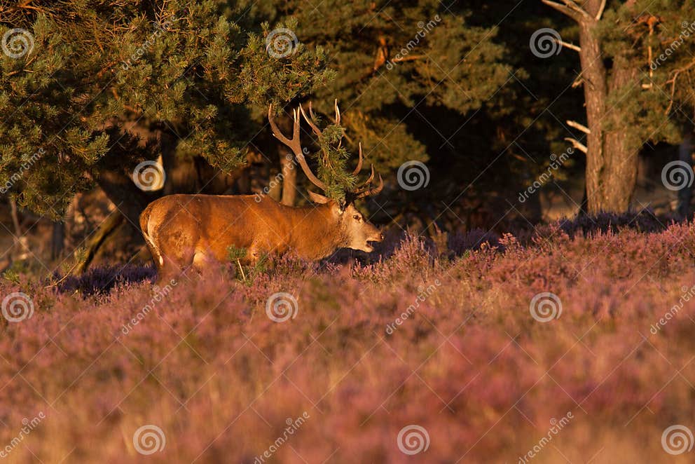 Burling male red-dear stock image. Image of wildlife - 21473465