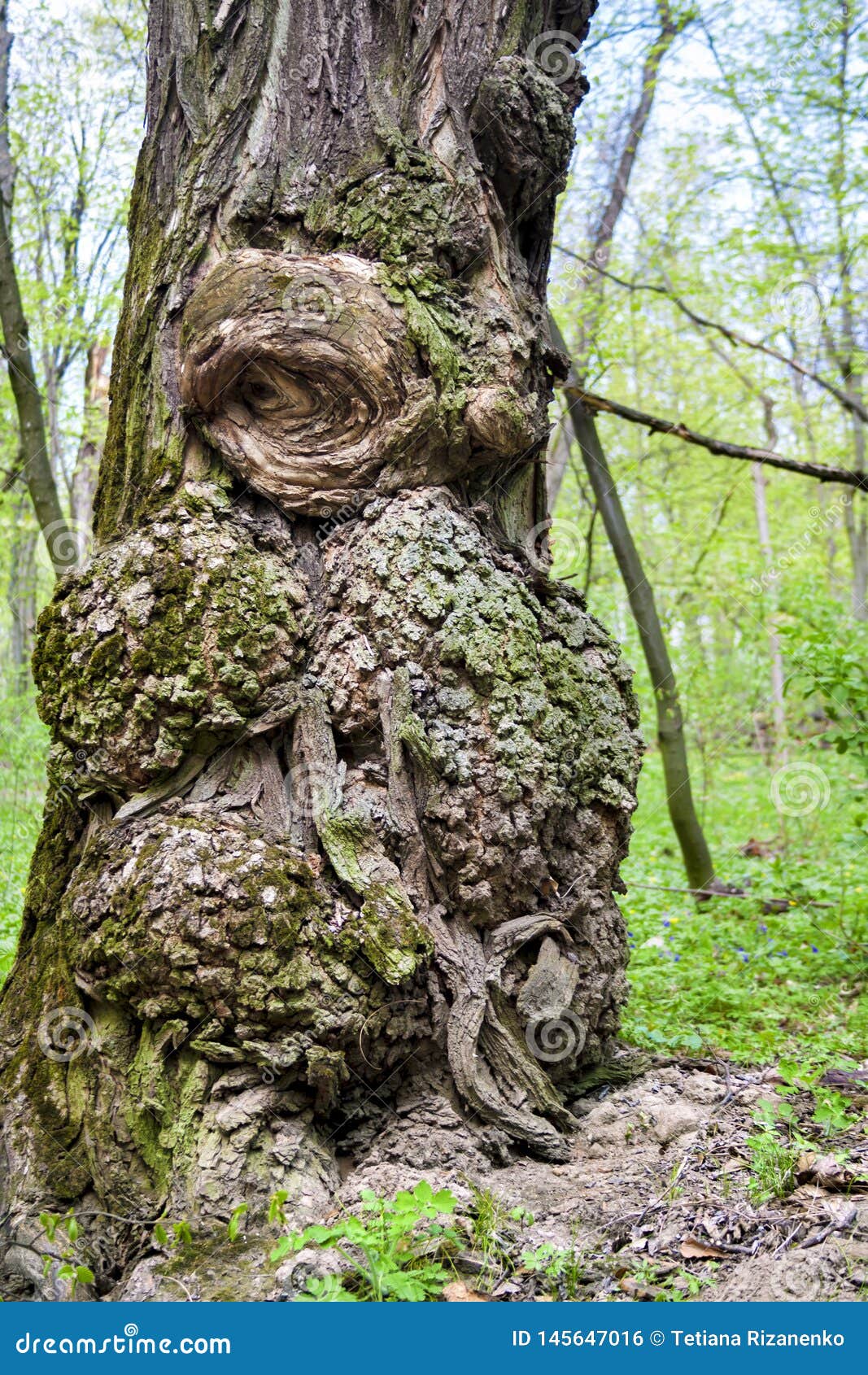 Burls on Oak Tree Trunk in Spring Day Stock Photo - Image of bark ...