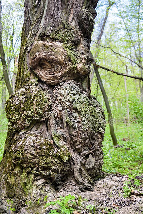 Burls on Oak Tree Trunk in Spring Day Stock Photo - Image of bark ...