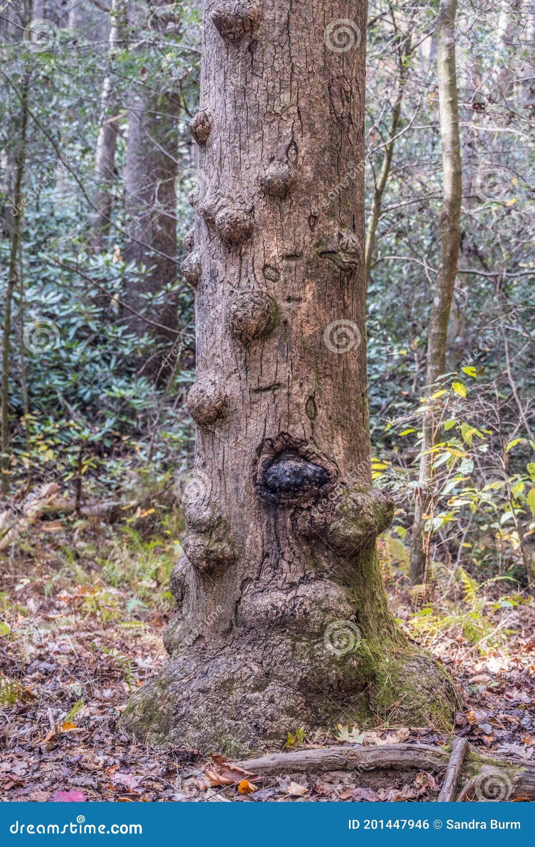 Burls on a tree stock photo. Image of closeup, fall - 201447946