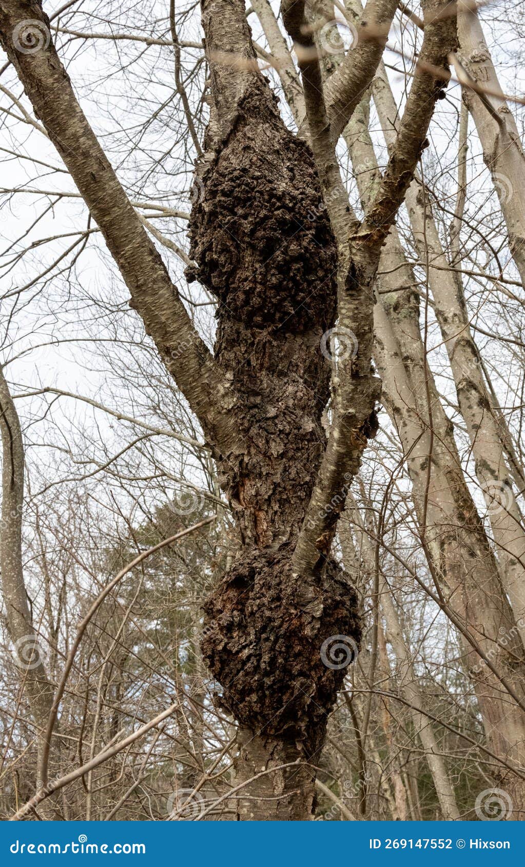 Burls on tree stock photo. Image of wood, plant, woodland - 269147552