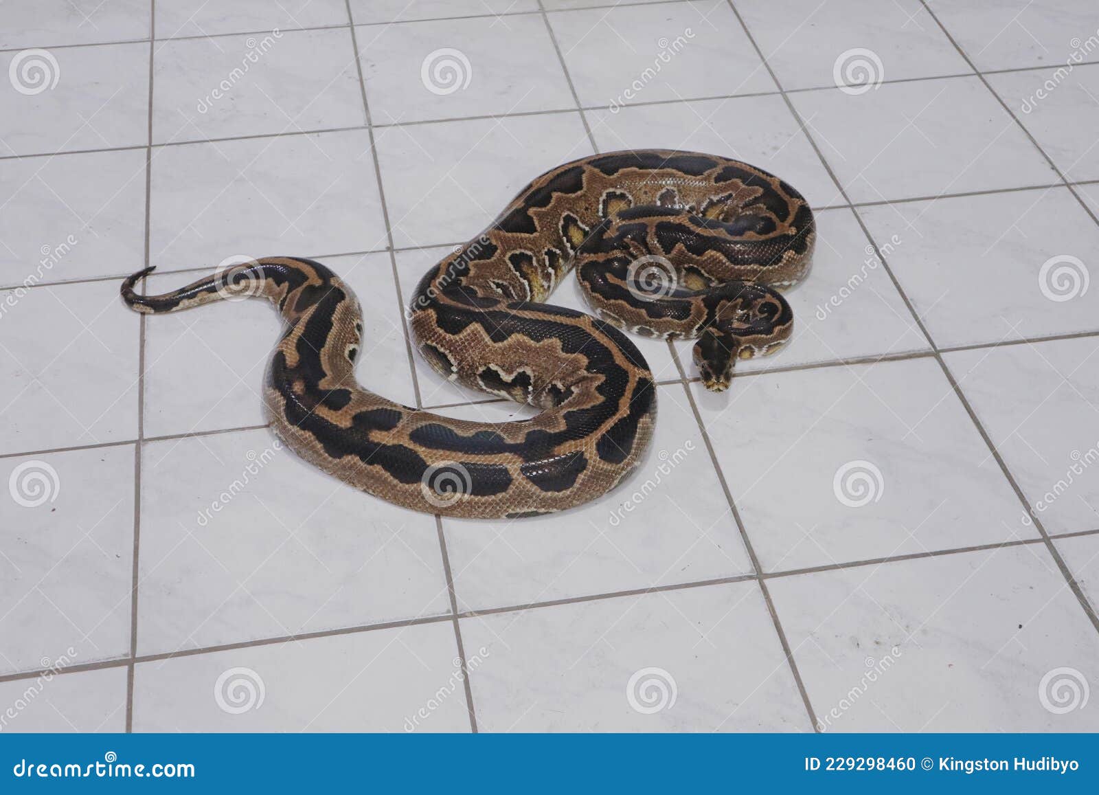 Burm Ball Rare Snake Python Exotic Wildlife Stock Photo - Image of ...