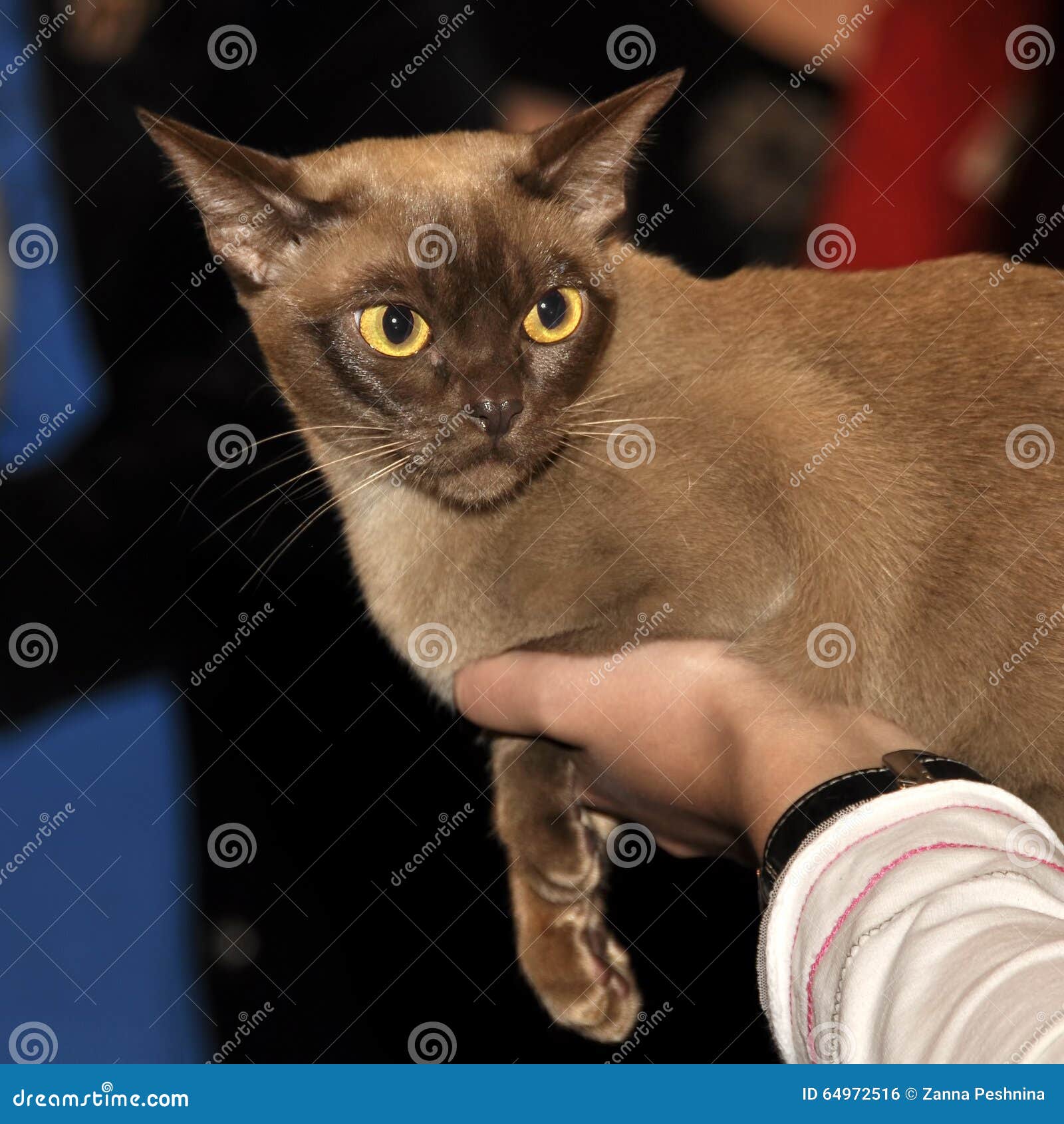 Burma cat stock photo. Image of brown, details, beautiful - 64972516