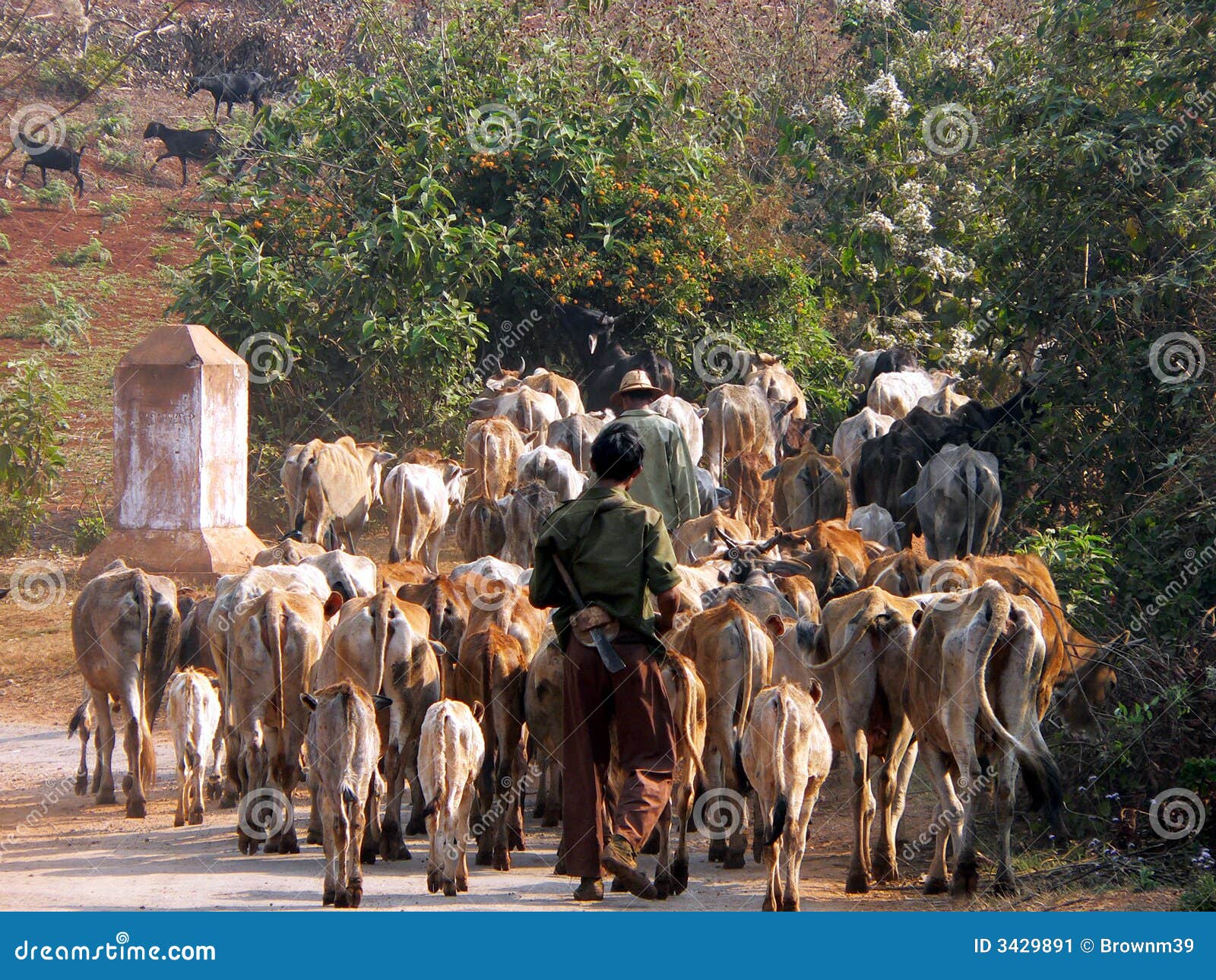 Burma. Cattle and Herders stock image. Image of cows, eating - 3429891
