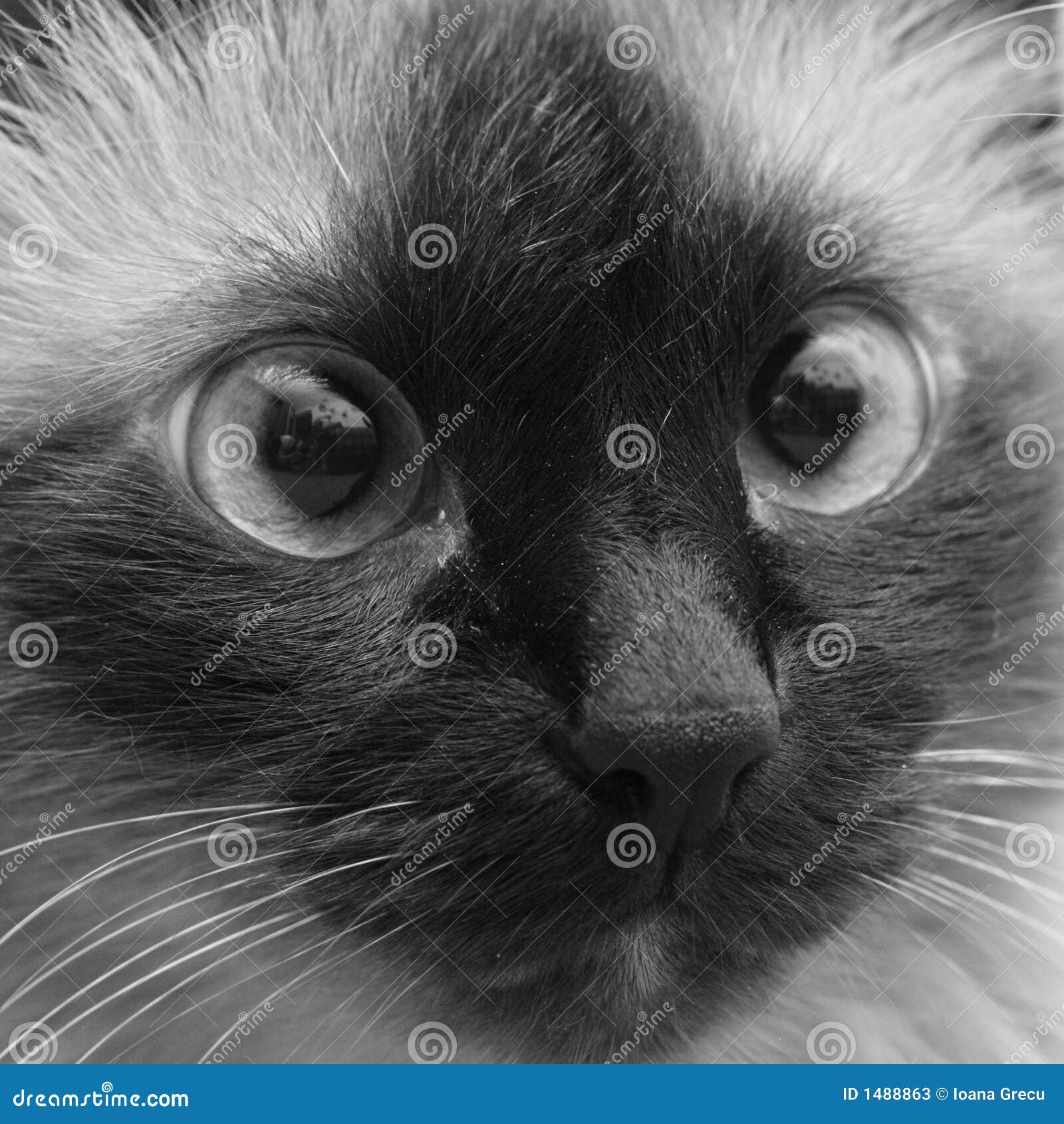 Burma katt fotografering för bildbyråer. Bild av näsa - 1488863